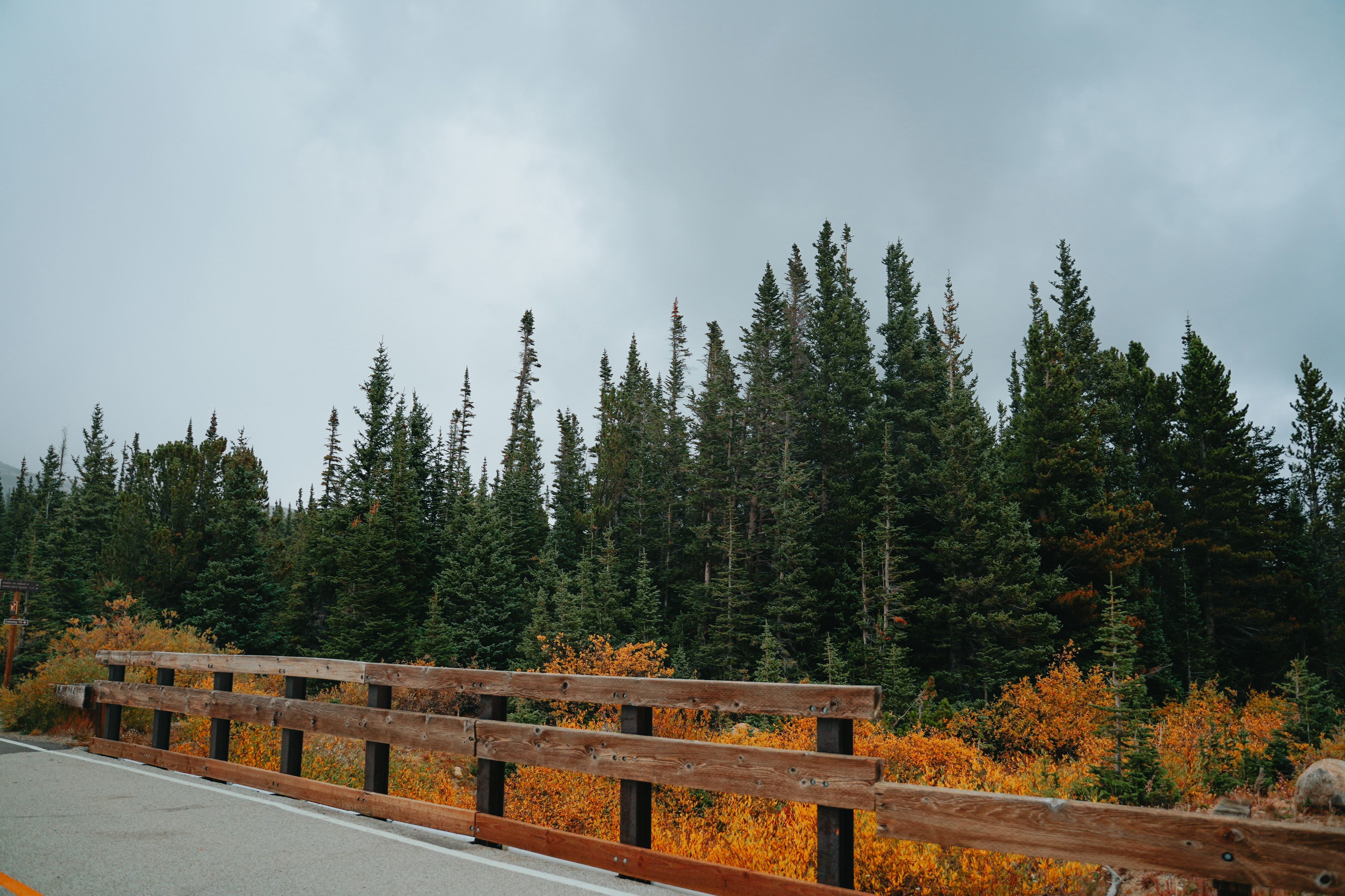 Wooden Boardwalk Between Trees · Free Stock Photo