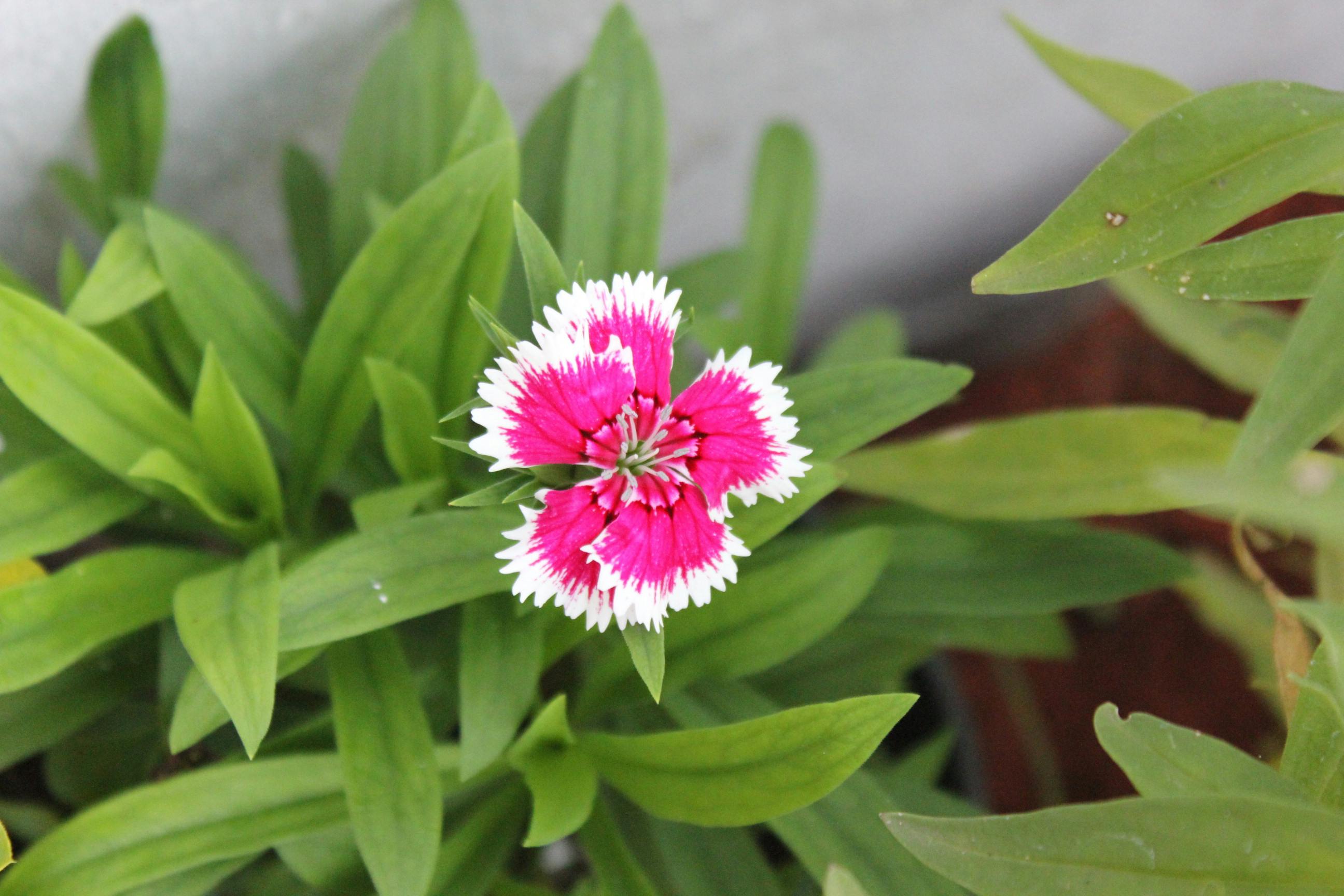 Subramanya Subbu - Fotografía