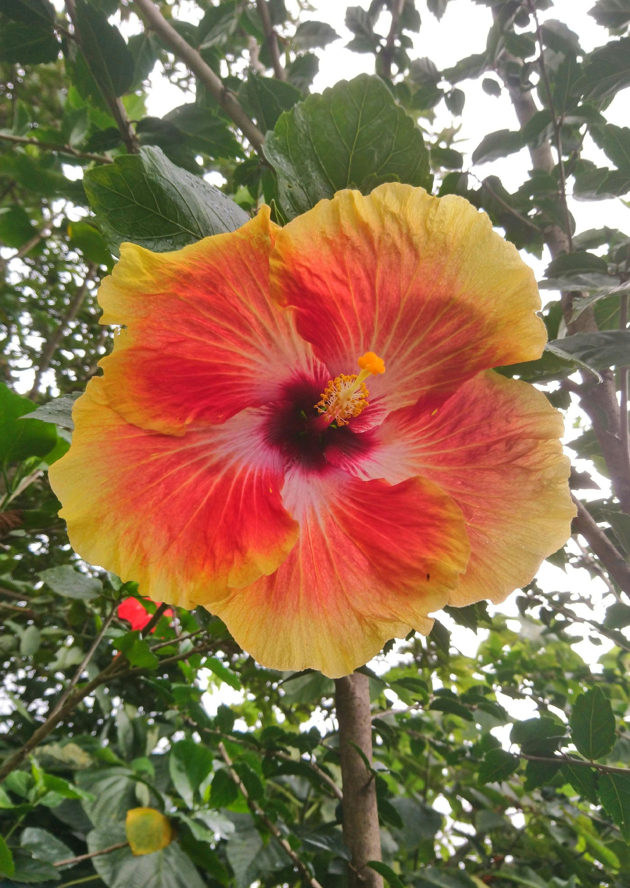 1 fotos y vídeos de My Flowers guardados por Sean Doyle