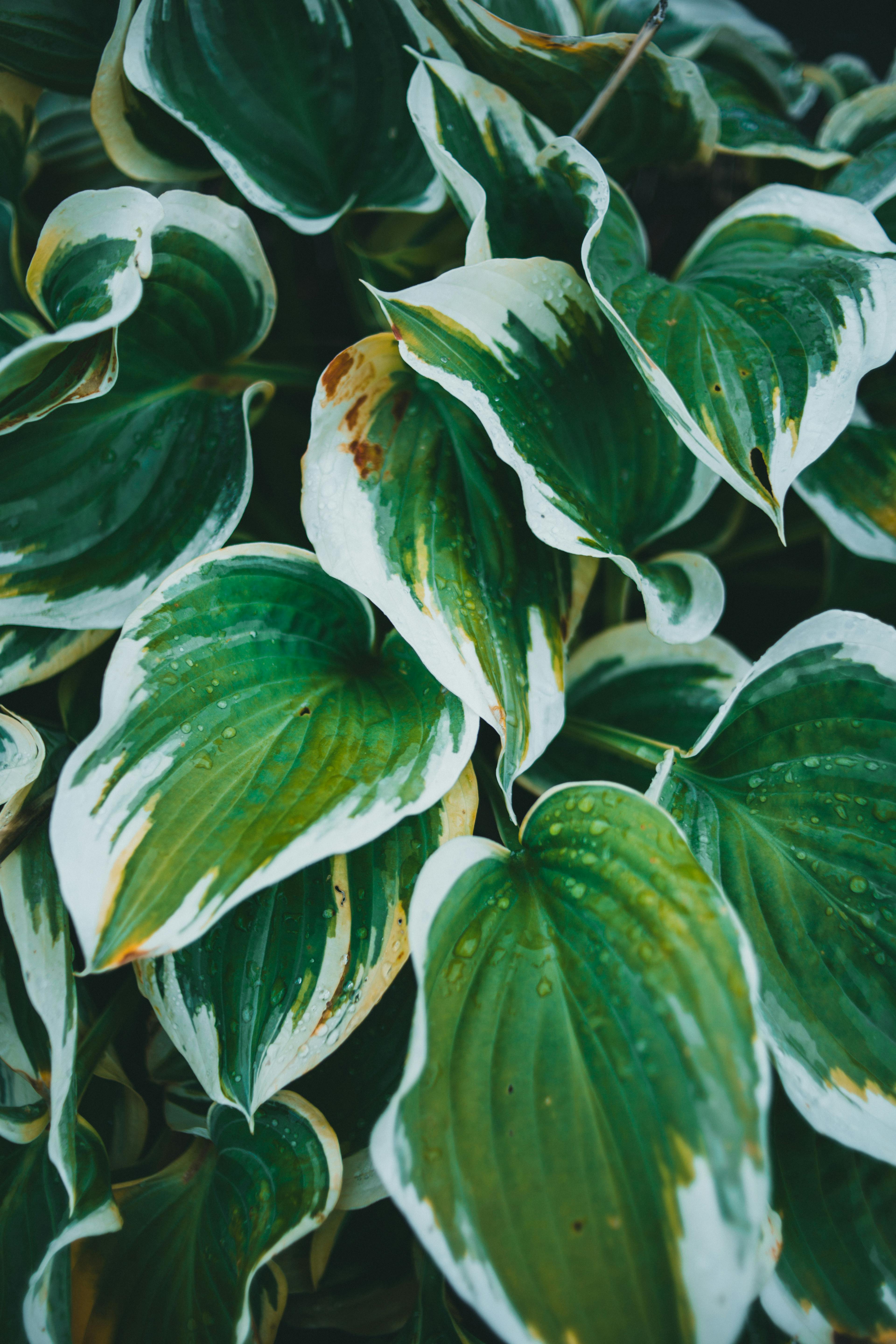 Hosta Photos, Download The BEST Free Hosta Stock Photos & HD Images