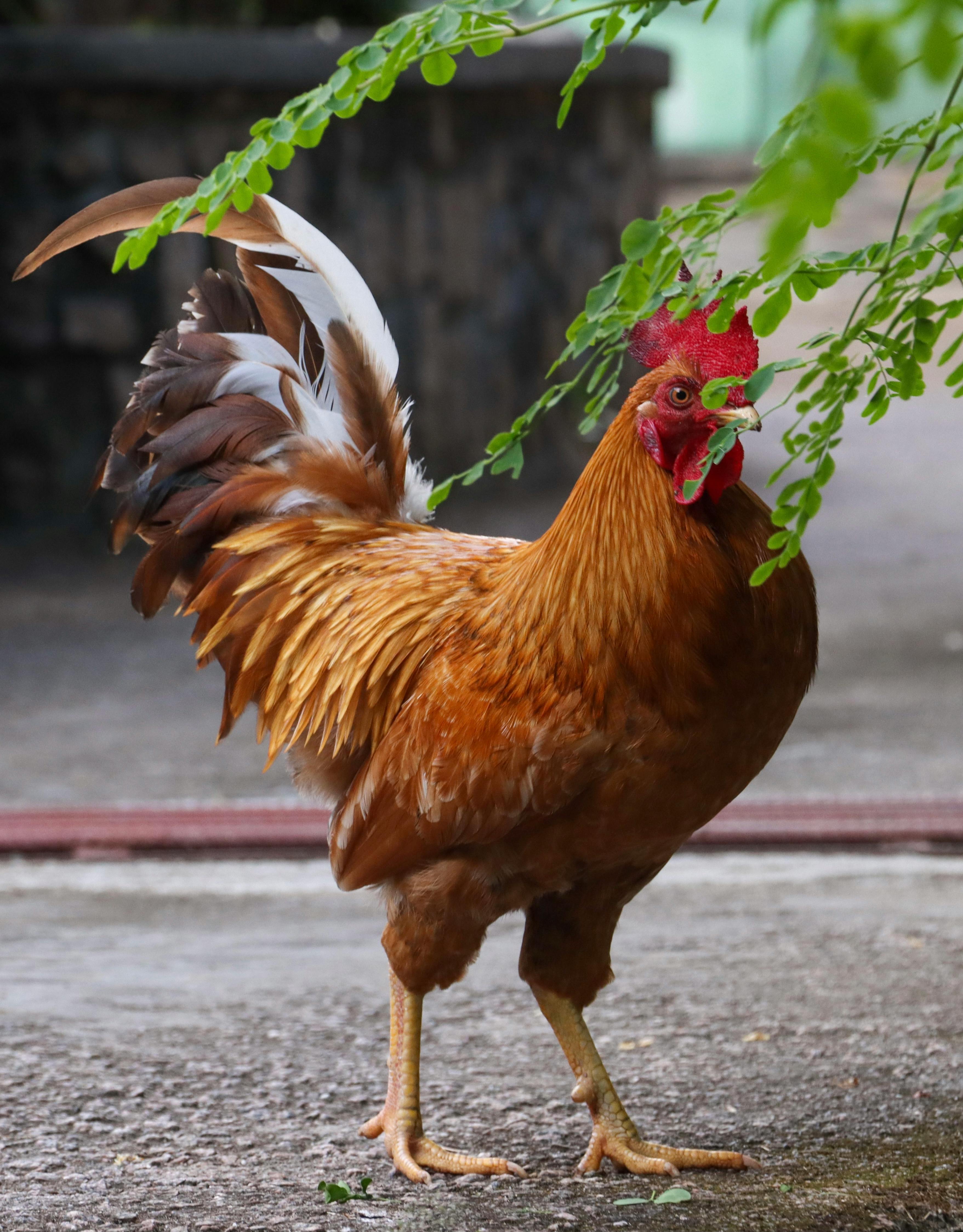 Close-up Photography of Orange Rooster on Brown Wooden Bench · Free ...