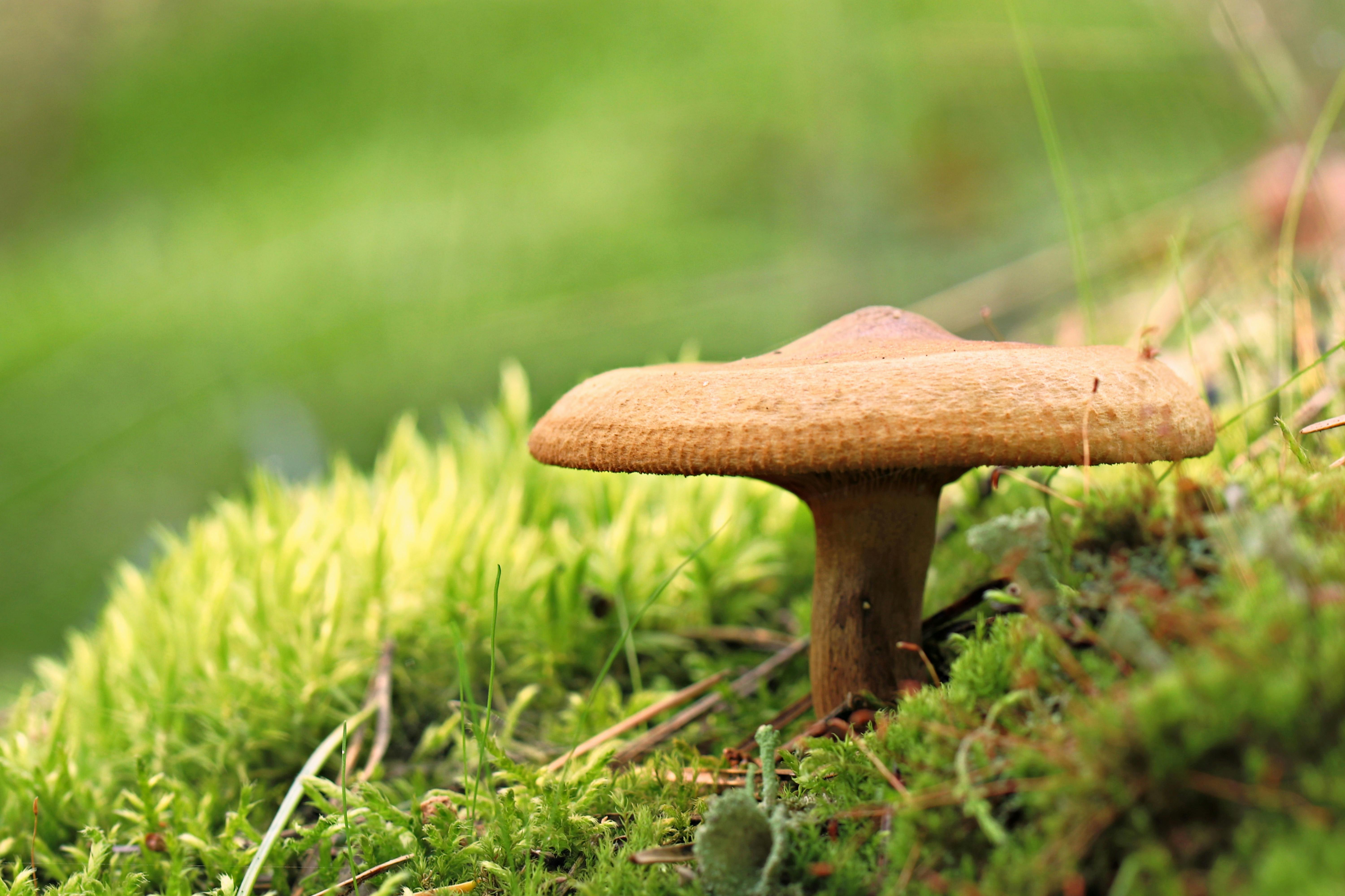 Close Up Photo of a Mushroom · Free Stock Photo
