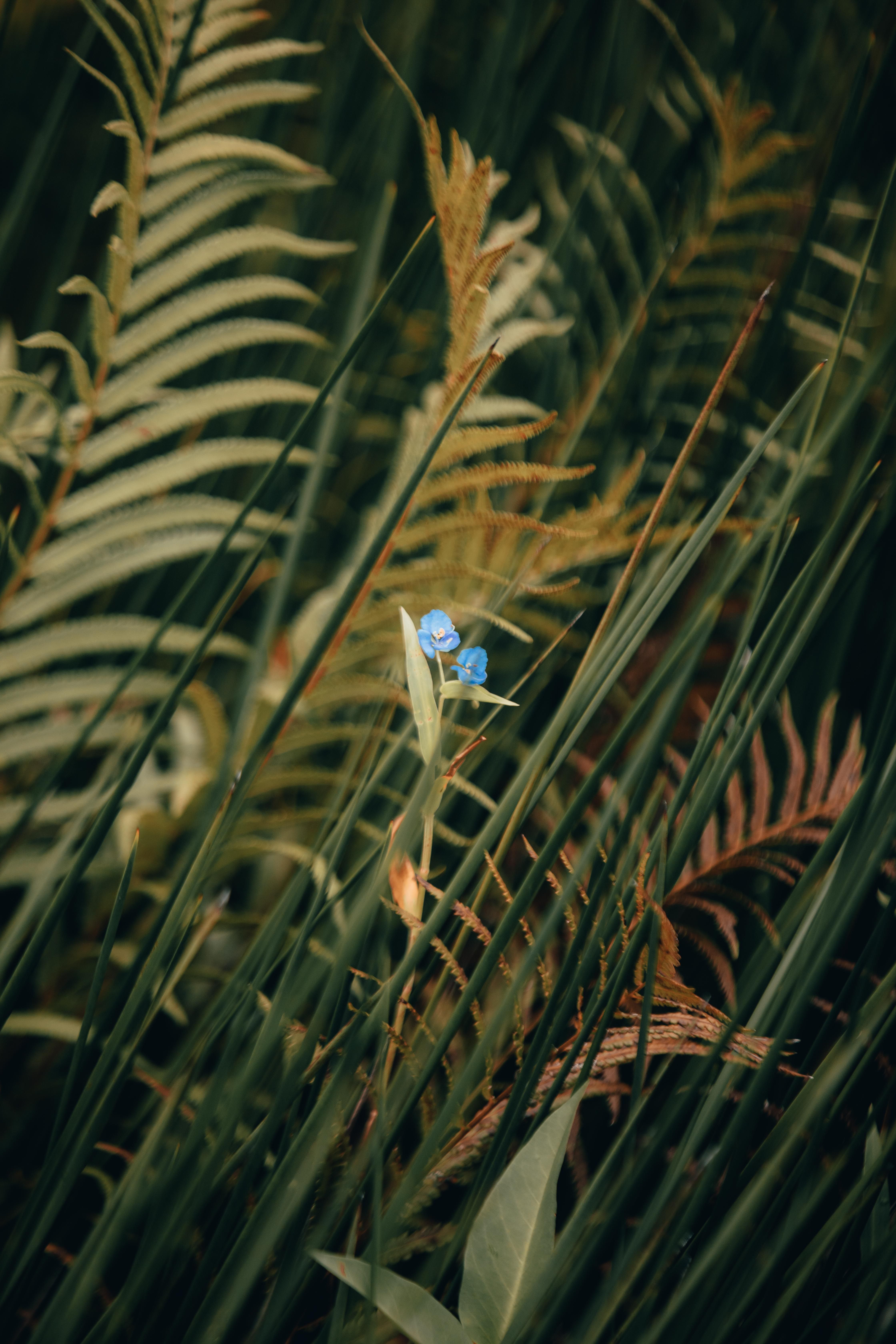 Grassy field with faded plants · Free Stock Photo
