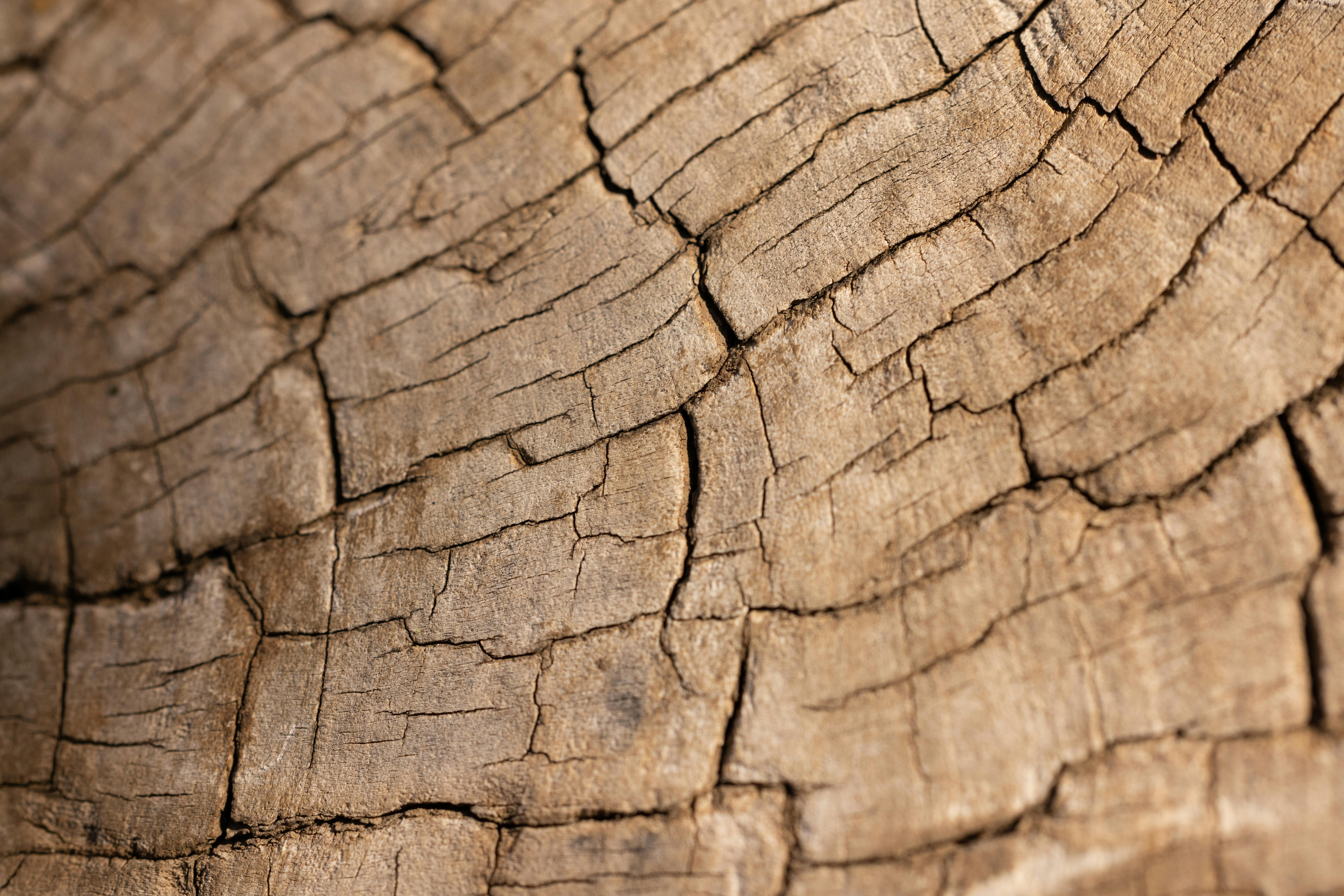 Close up on chopped timber · Free Stock Photo