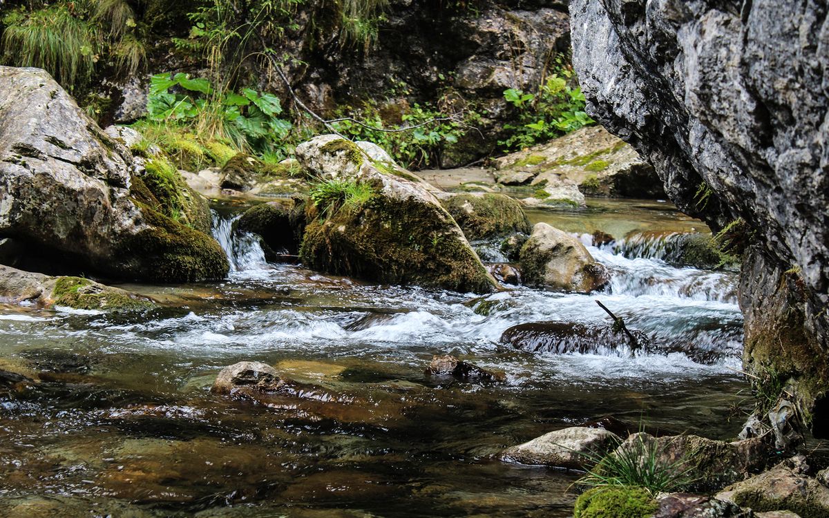 8,000+ Best Brook Photos · 100% Free Download · Pexels Stock Photos