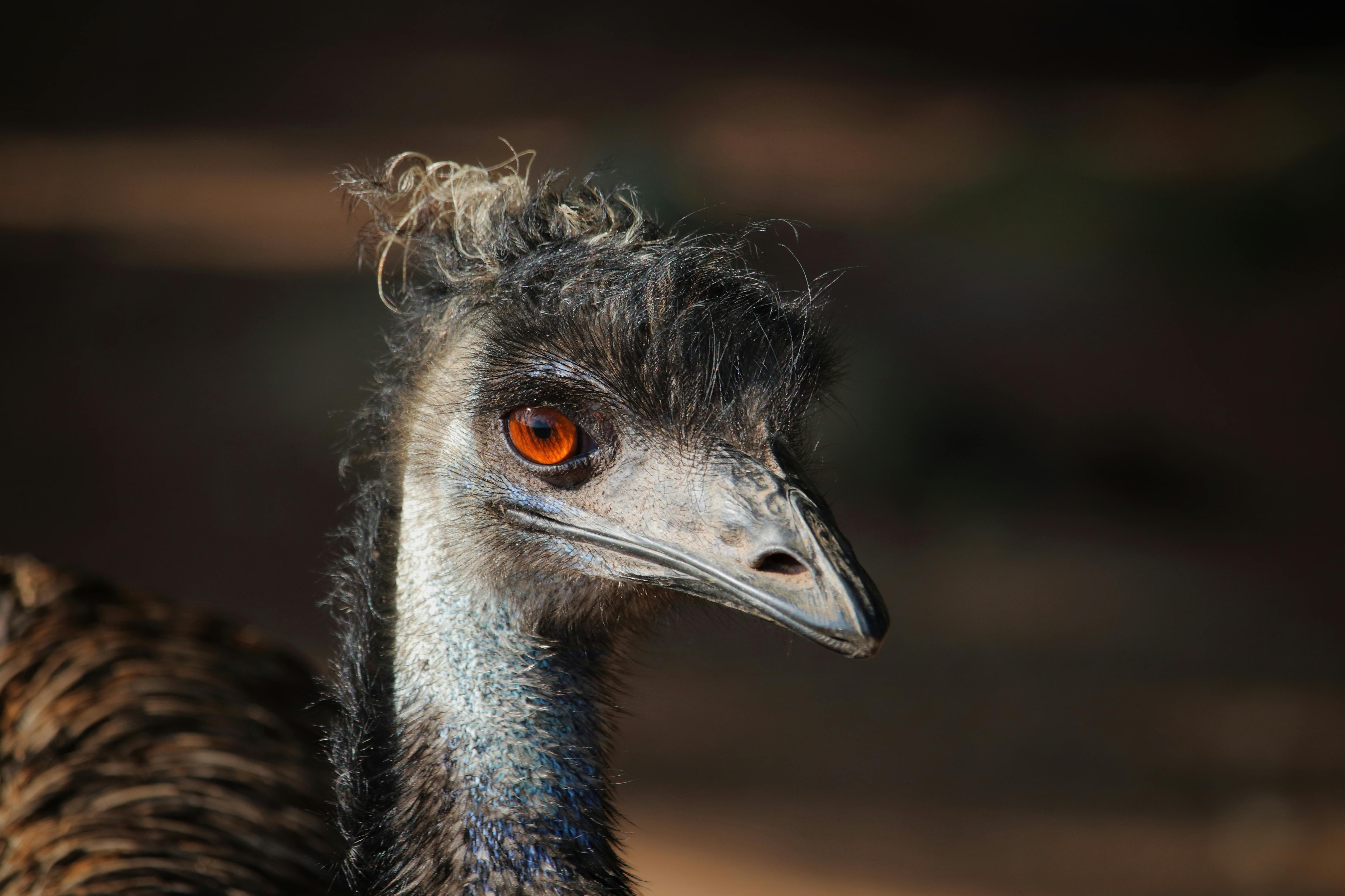 Ostrich Background Photos, Download The BEST Free Ostrich Background ...