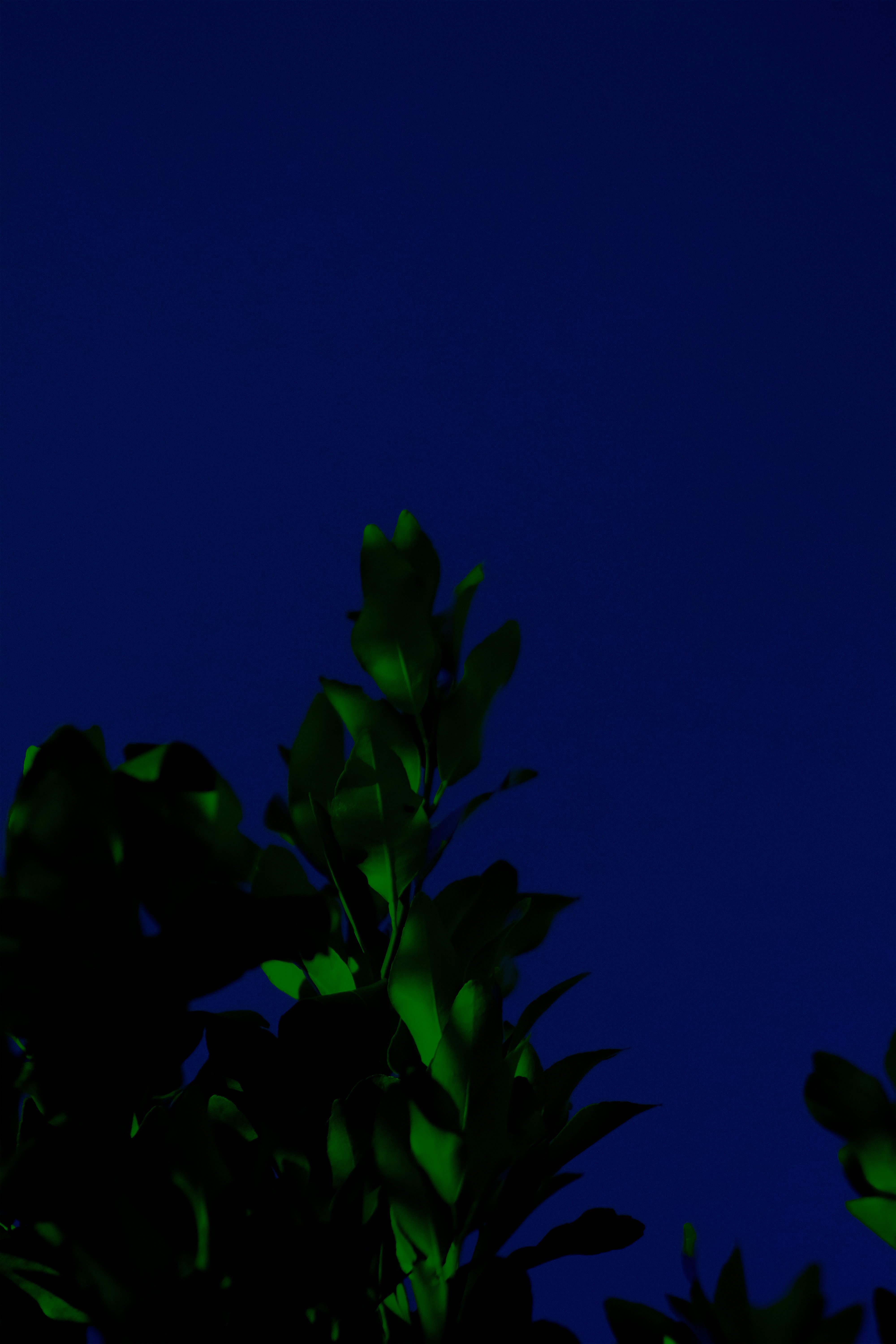 Stem of Green Plant With Green Background · Free Stock Photo