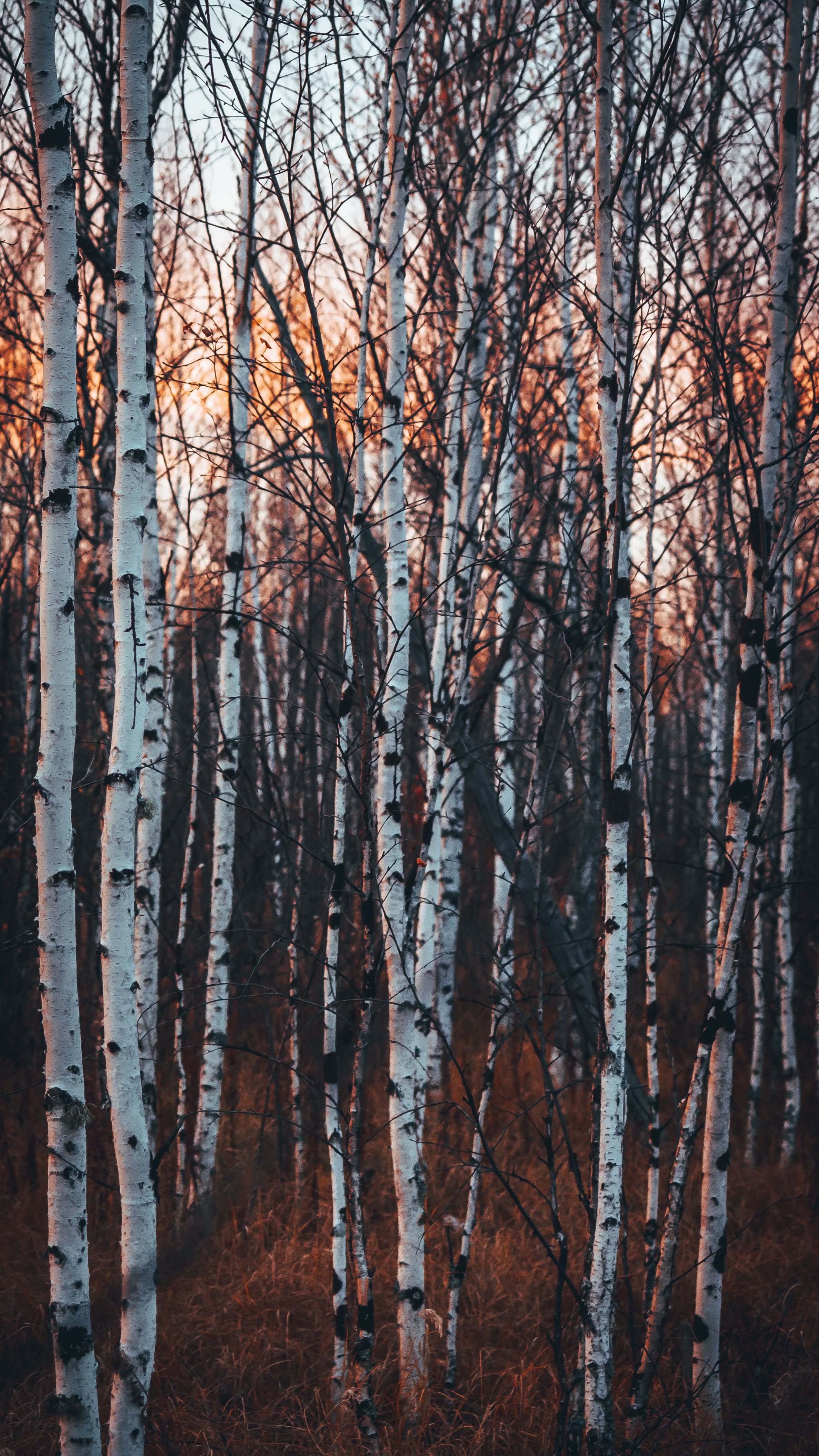 Birch Trees In Muted Sunlight Photos, Download The BEST Free Birch ...