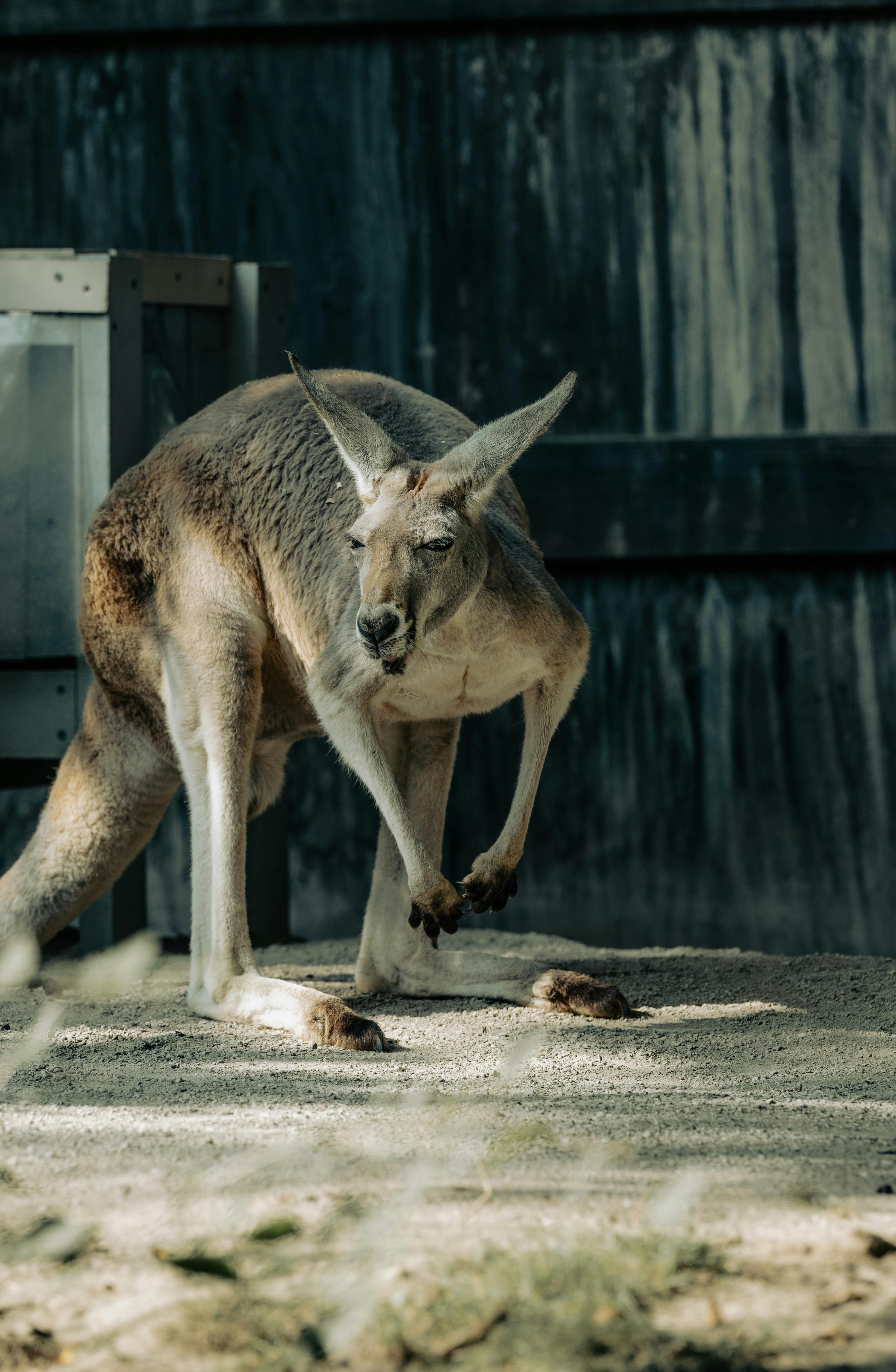 Brown Kangaroo Holding Green Leaf · Free Stock Photo