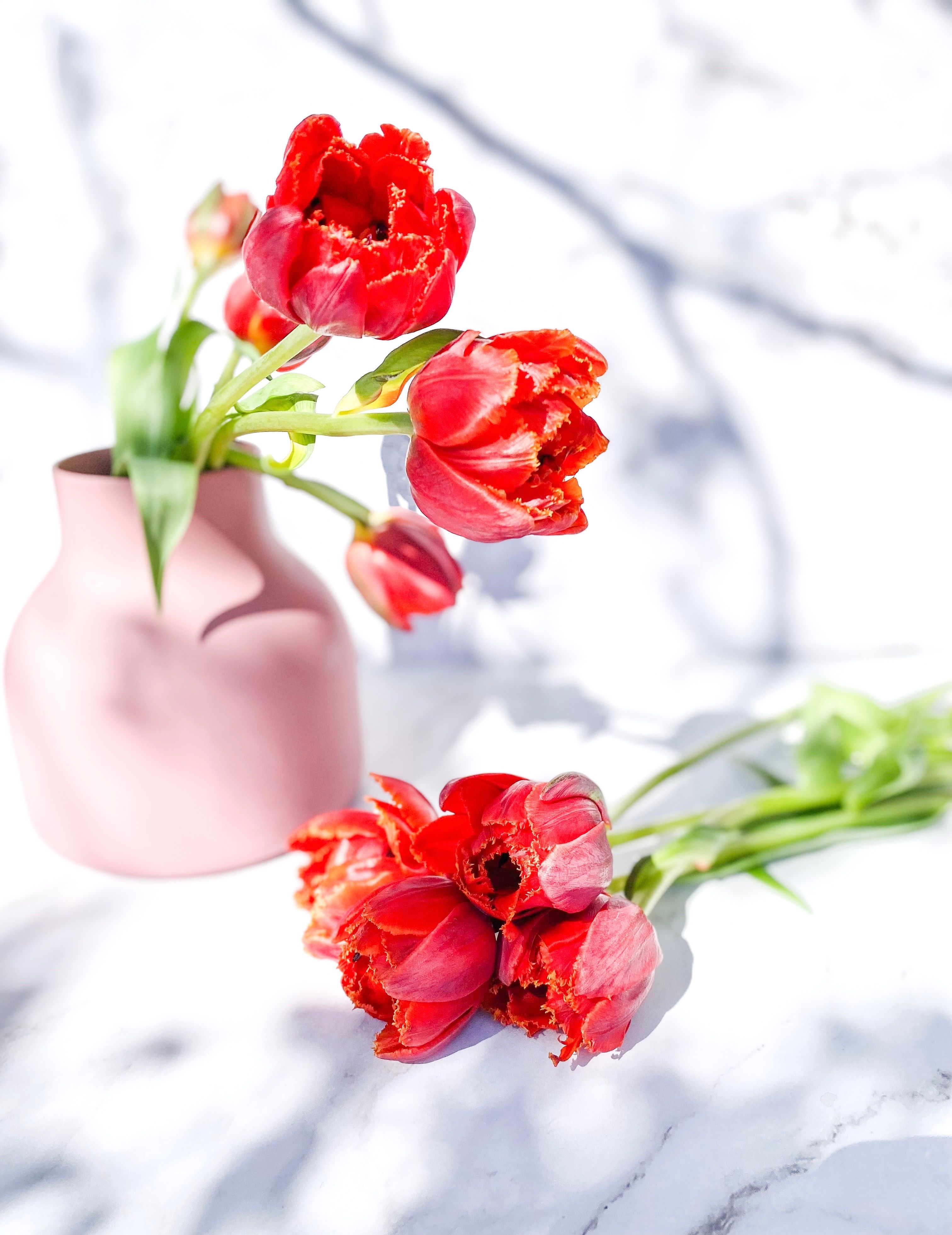 Close-Up Shot of Flowers in a Vase · Free Stock Photo