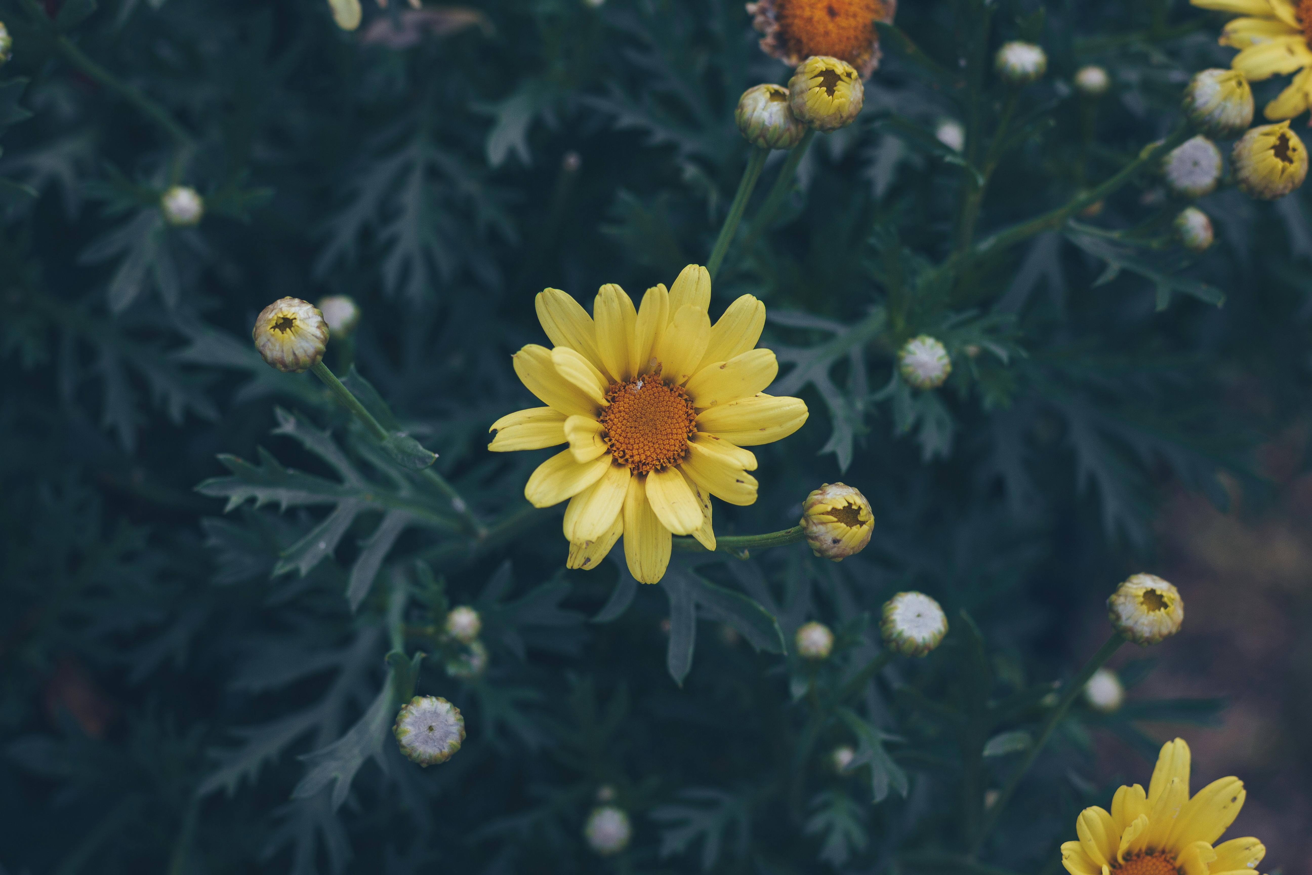 Selective Focus Photography of Yellow Petaled Flower · Free Stock Photo