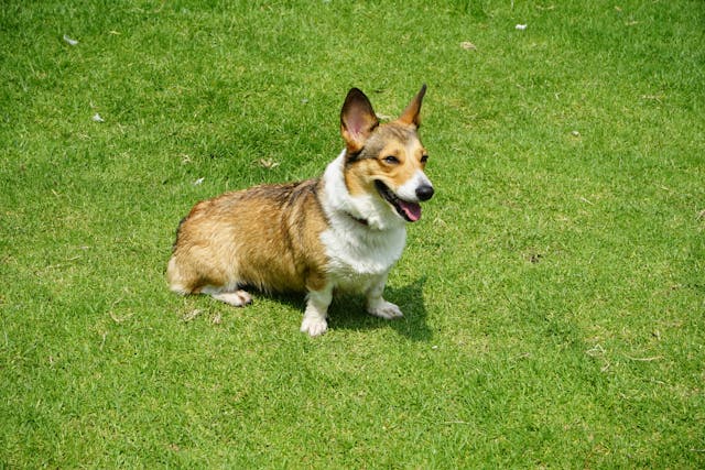 Raising a Corgi Boston Terrier Mix: Essential Care and Tips