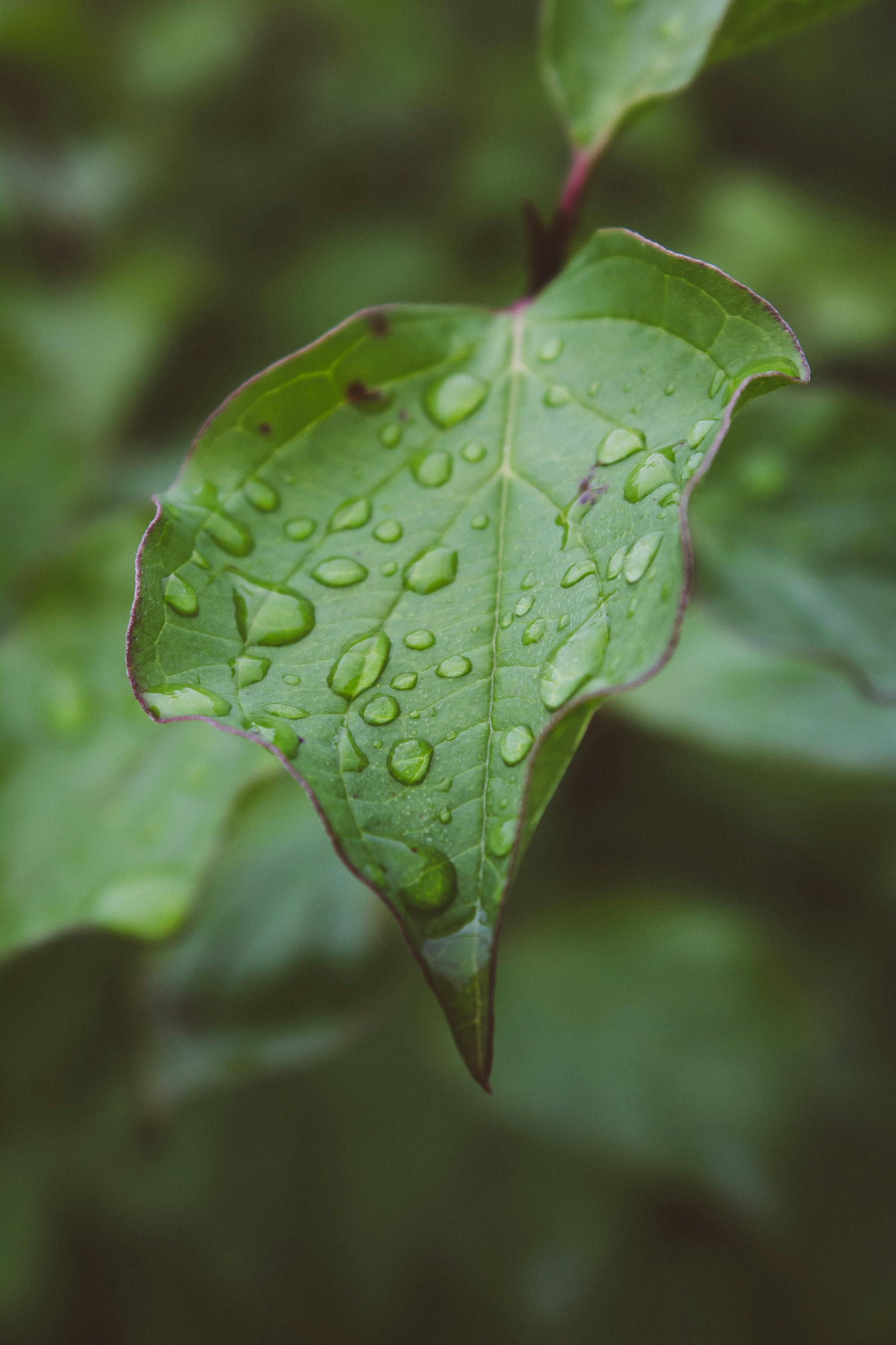 Water Droplets on a Leaf · Free Stock Photo