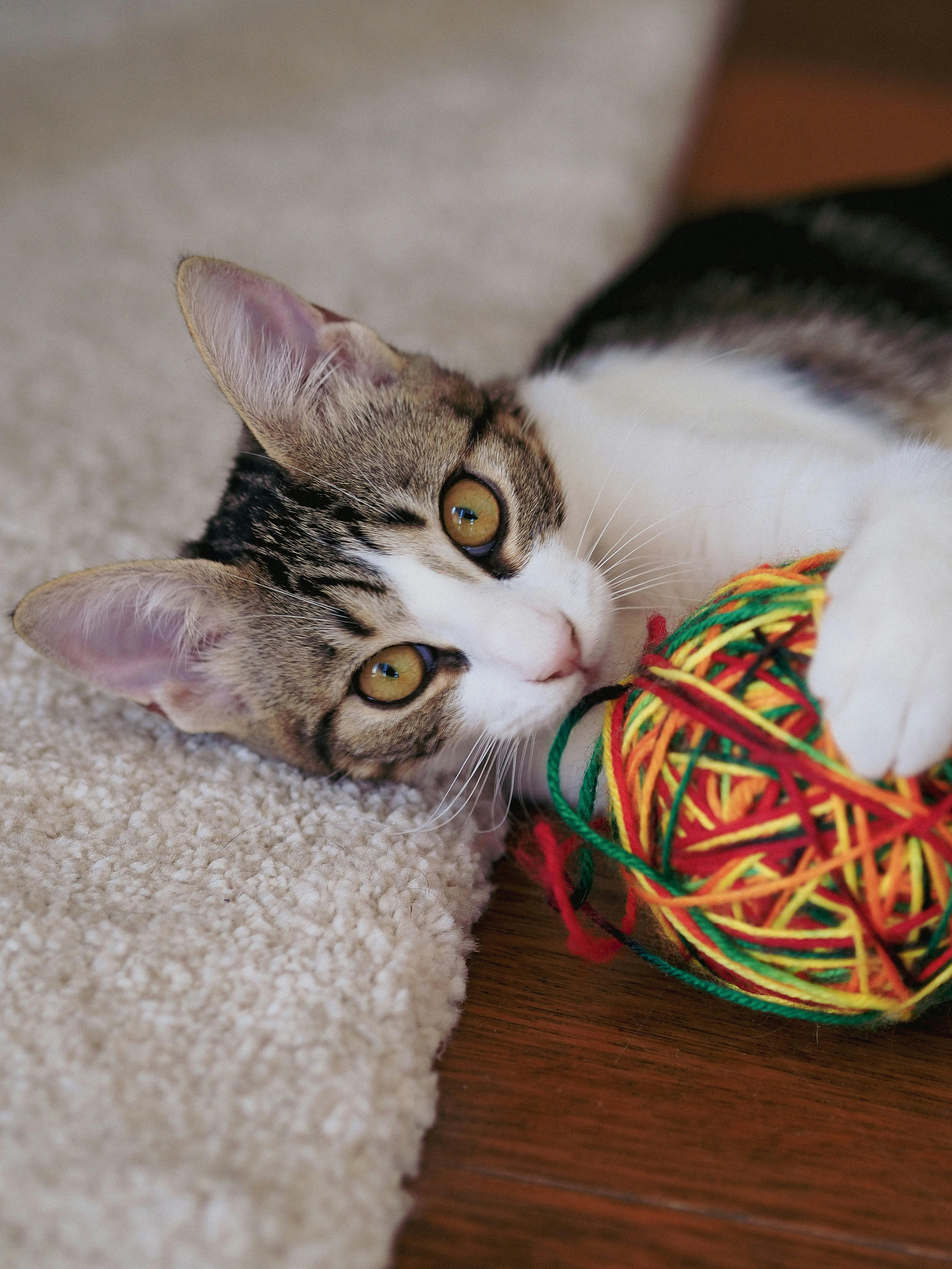 A Tabby Cat Playing with a Ball of Strings · Free Stock Photo