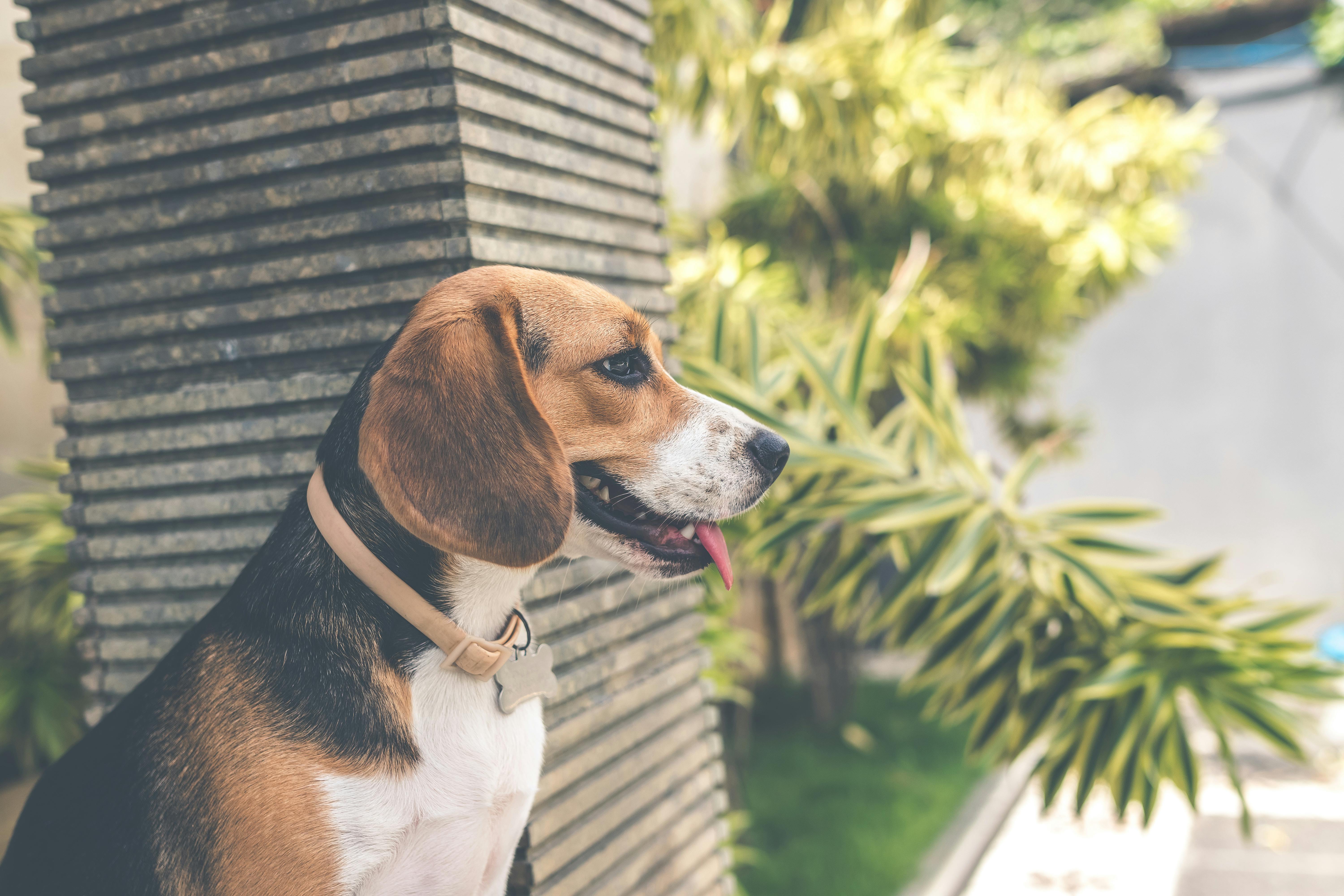 250+ Great Beagles Photos · Pexels · Free Stock Photos