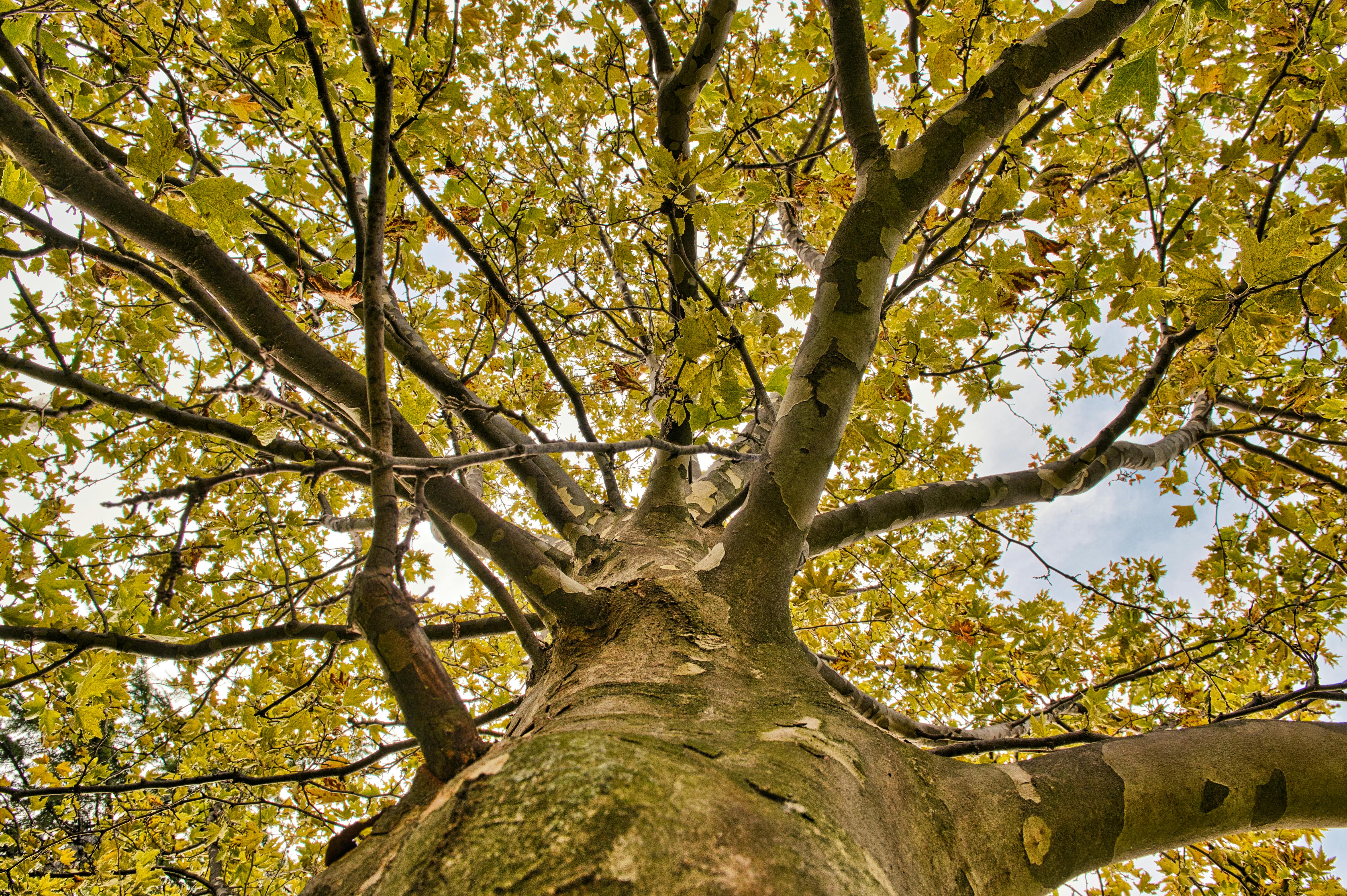 Low-angle shot of a Tree · Free Stock Photo