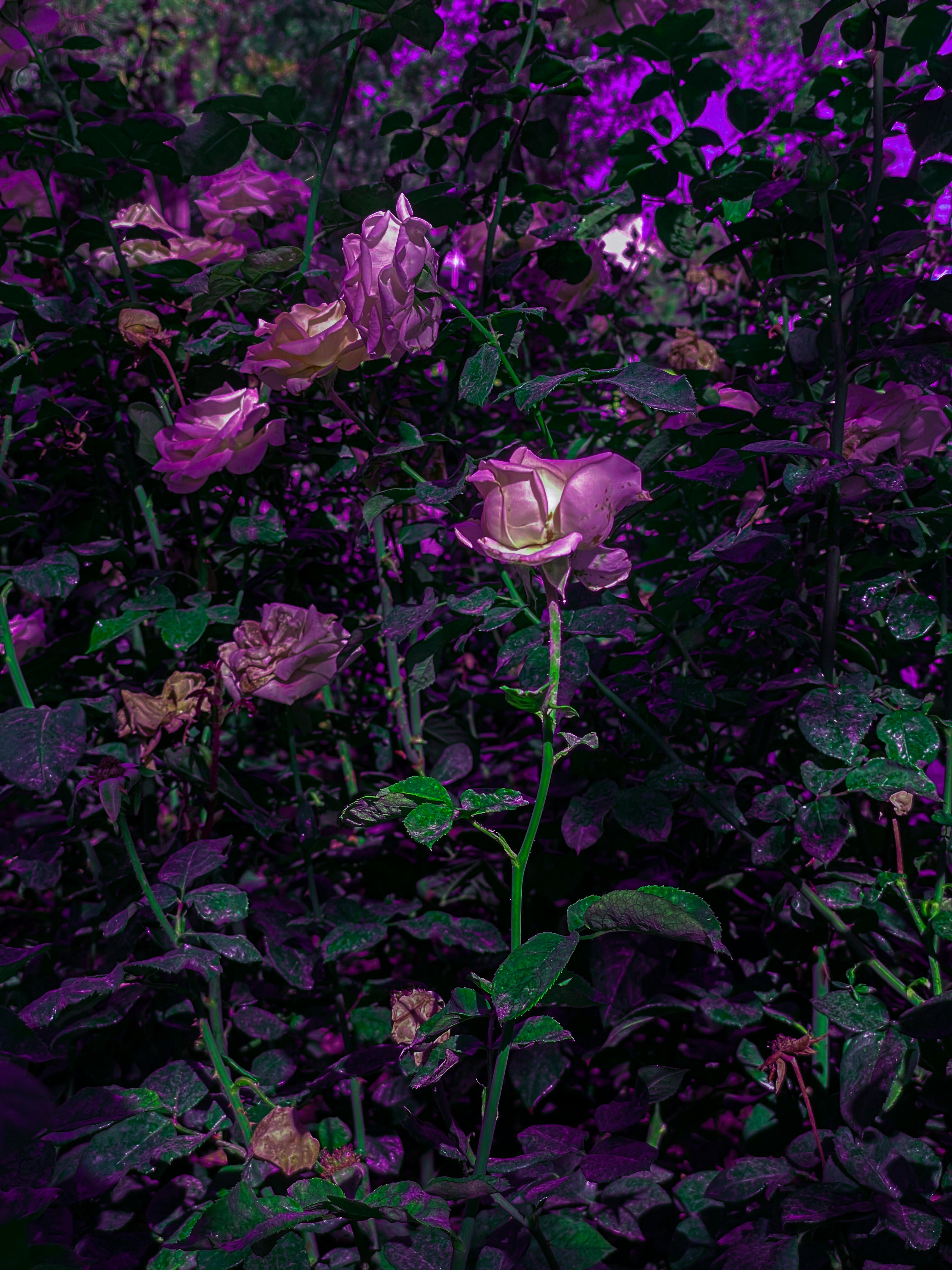 Color Photos, Download The BEST Free Color Stock Photos & HD Images