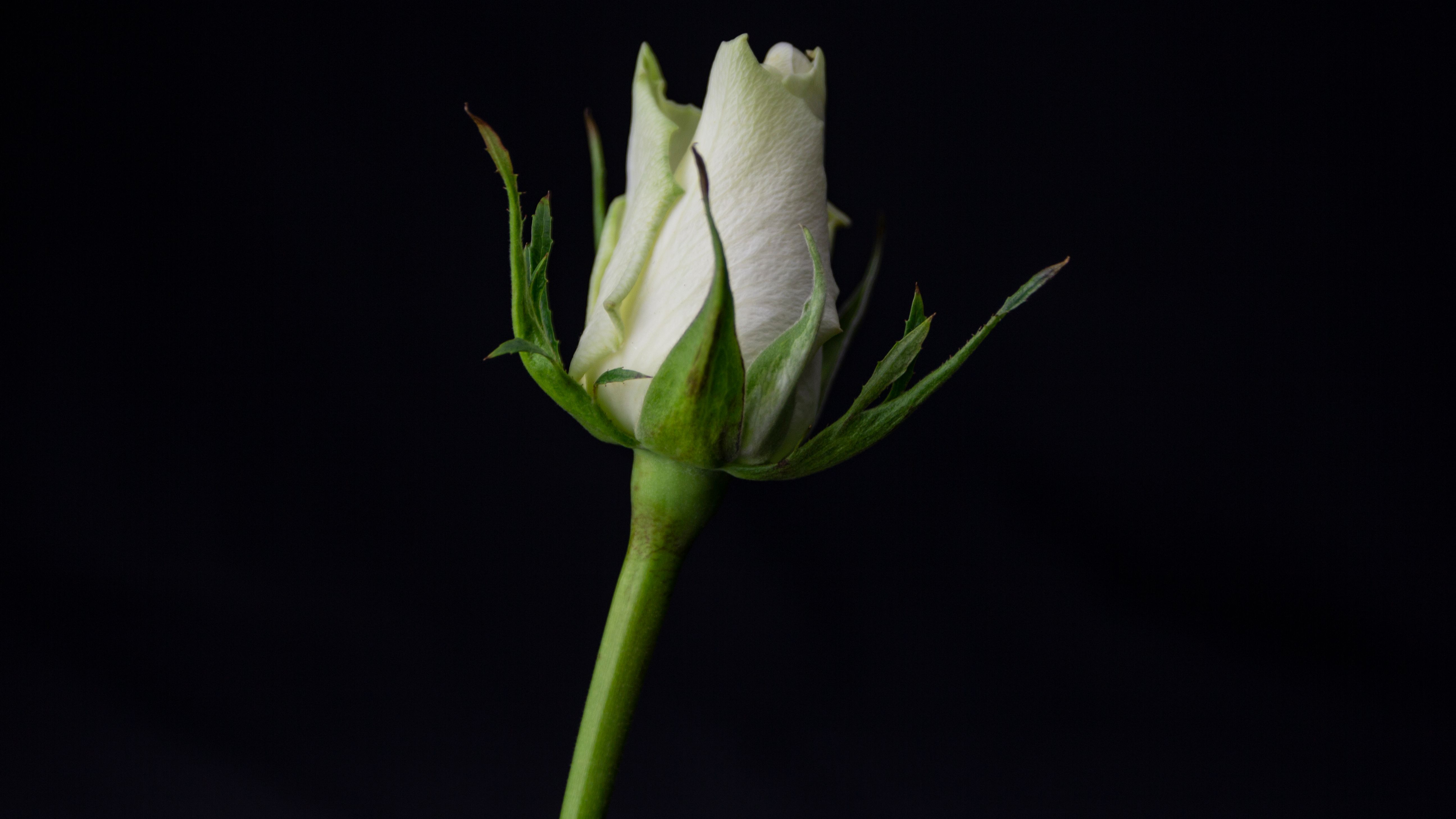 White Rose in Close Up Photography · Free Stock Photo