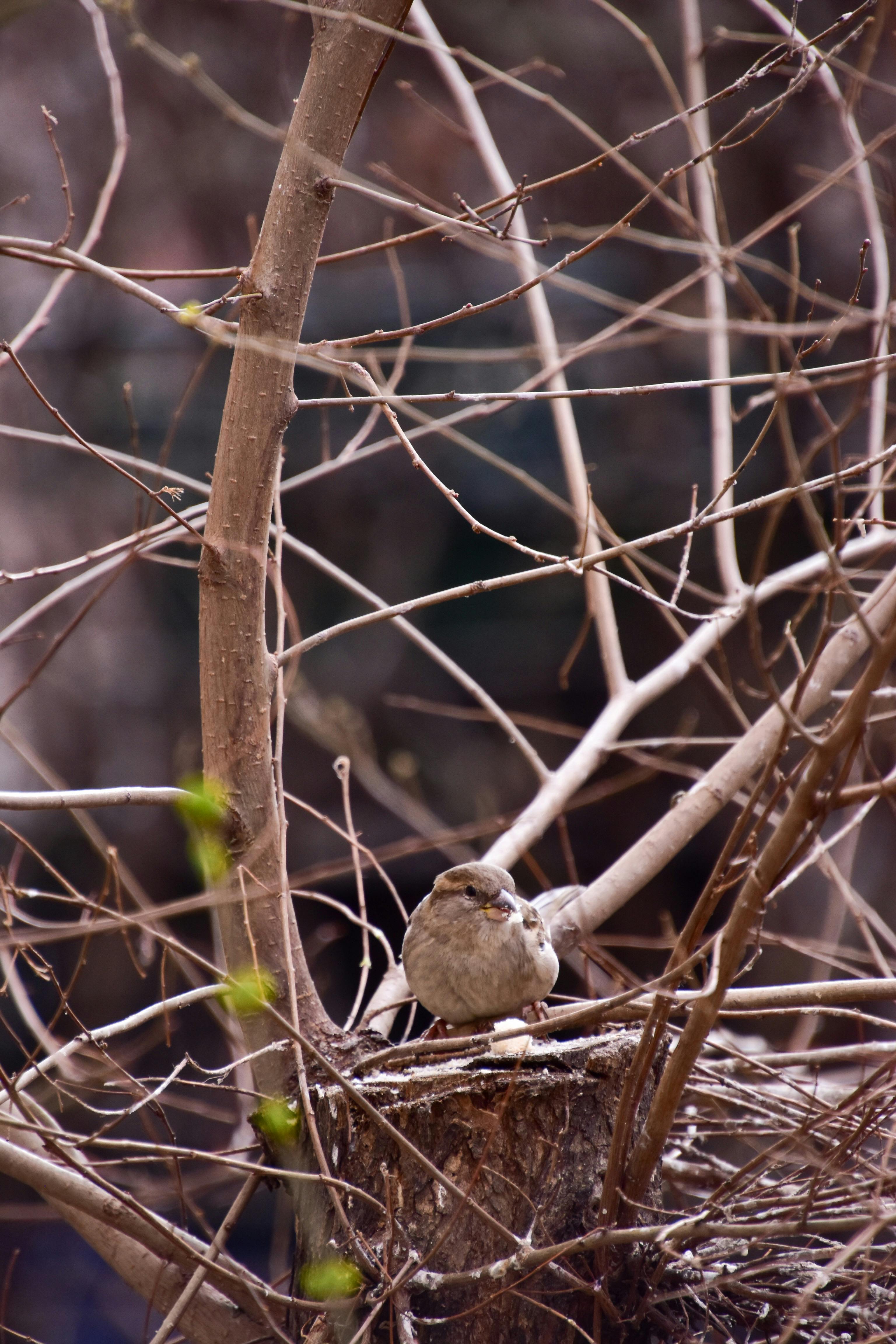 Brown Bird on Tree Branch · Free Stock Photo