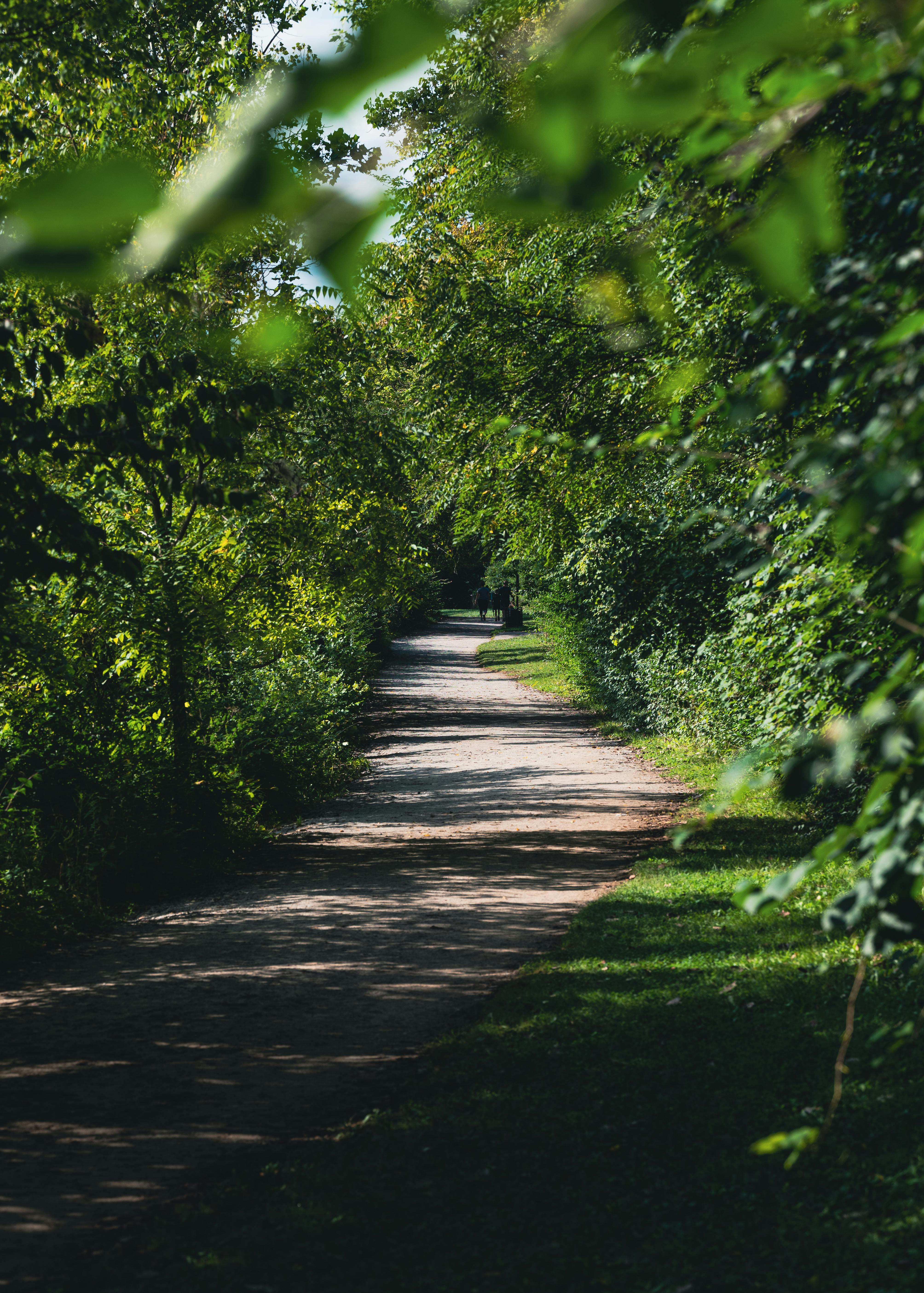Concrete Pathway Between Trees · Free Stock Photo