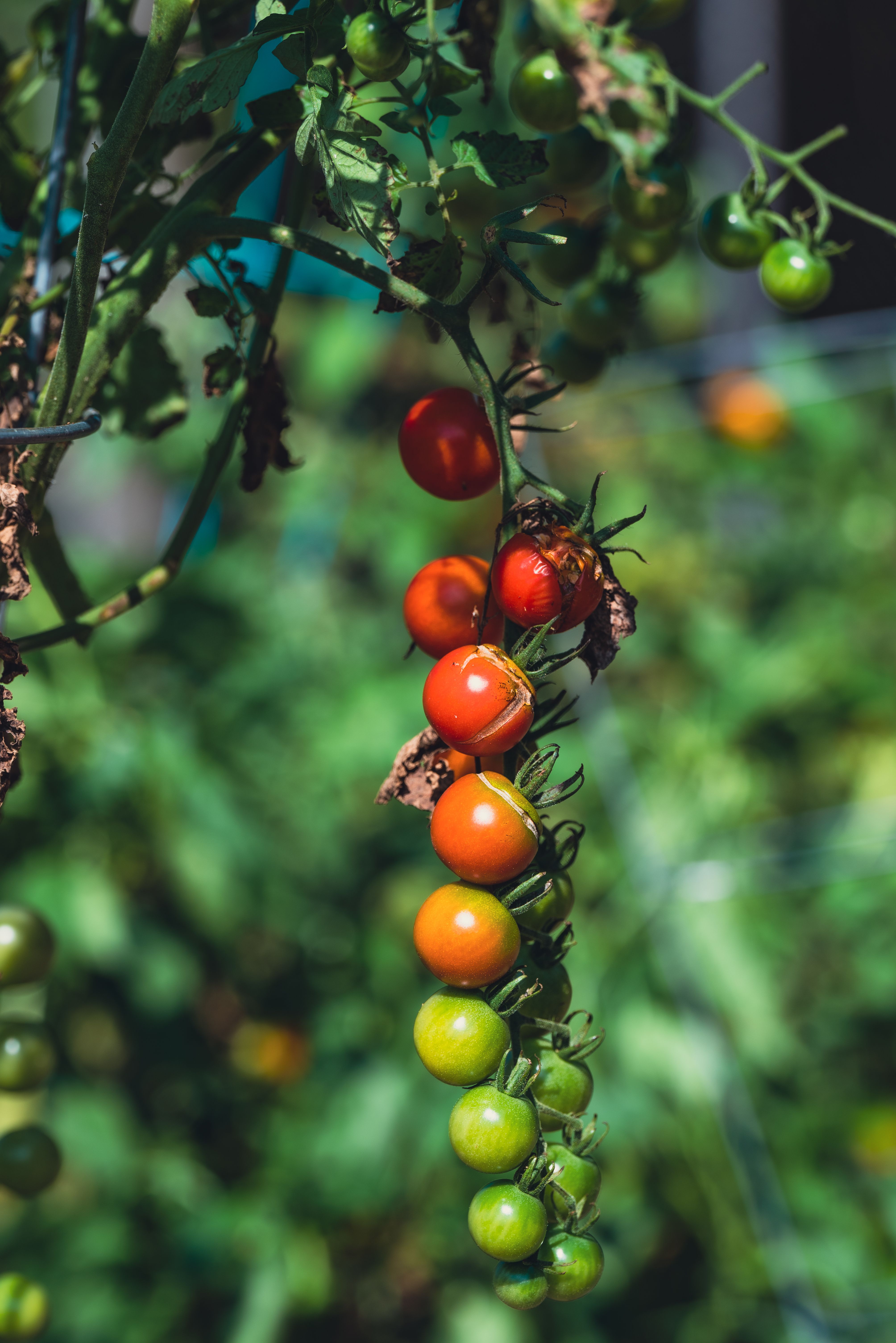 Tomatoes on Twig · Free Stock Photo