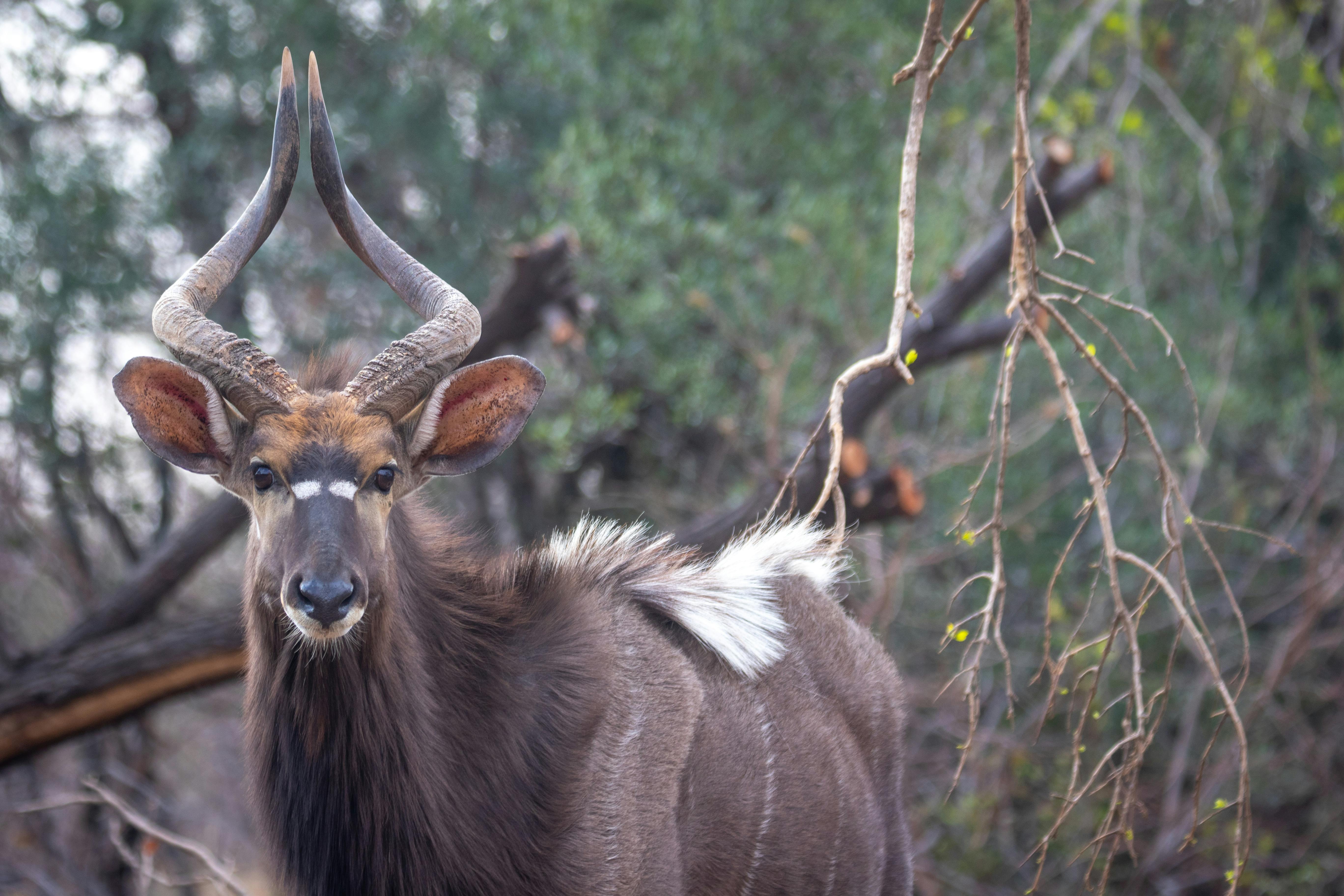An Antelope in the Wild · Free Stock Photo
