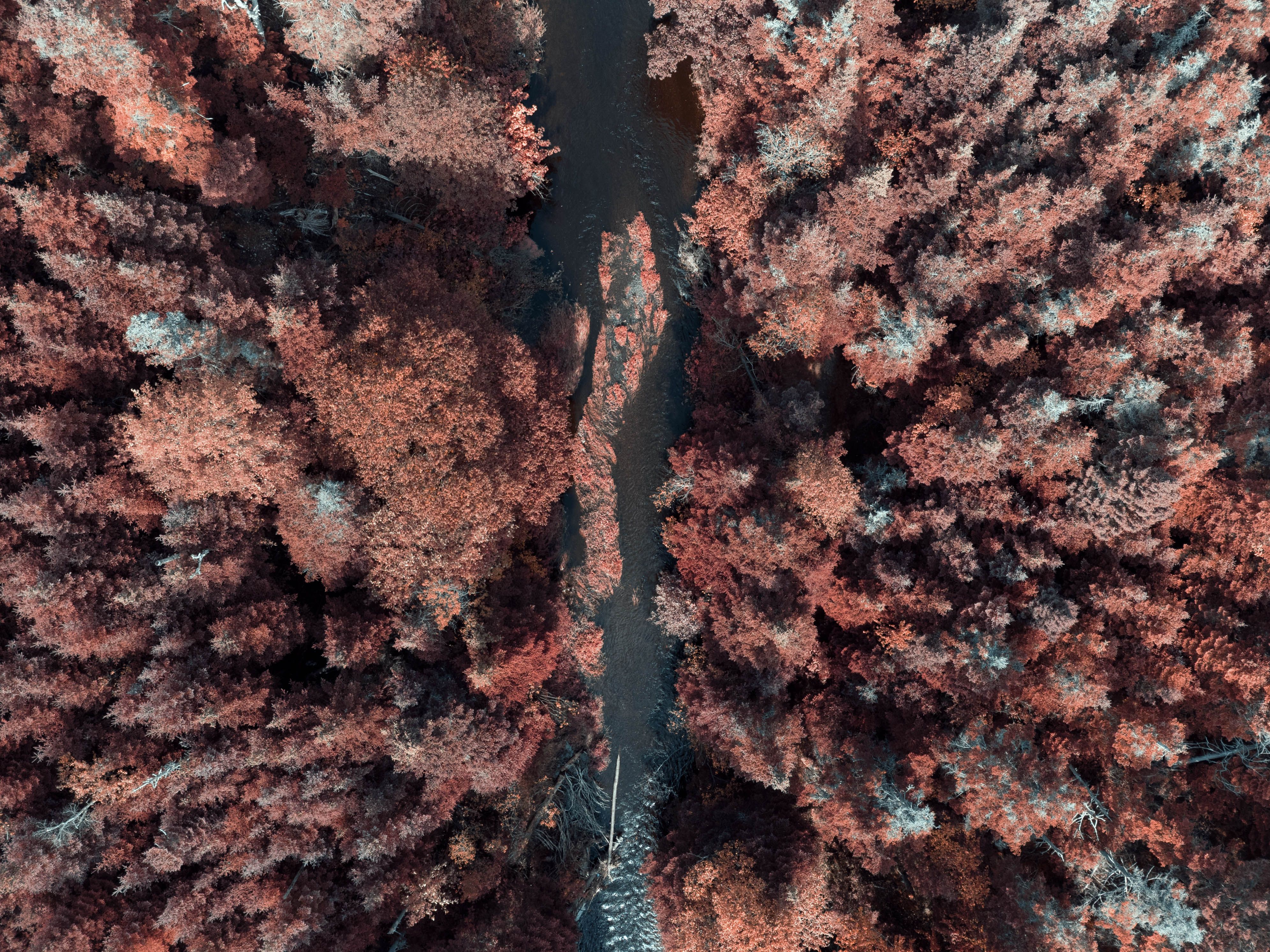 An Aerial Photography of Brown Trees · Free Stock Photo