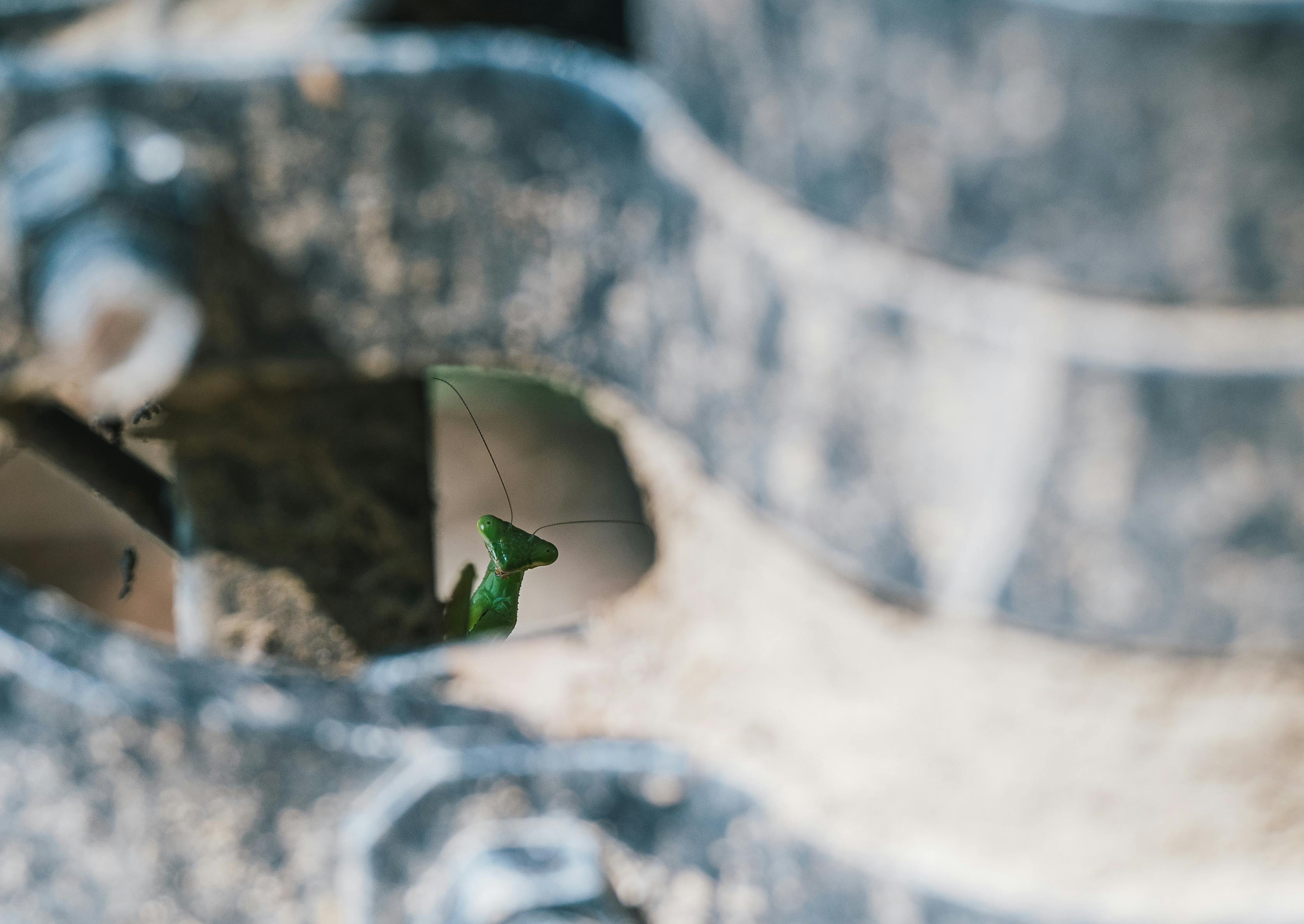 Close-Up Photograph of a Praying Mantis · Free Stock Photo
