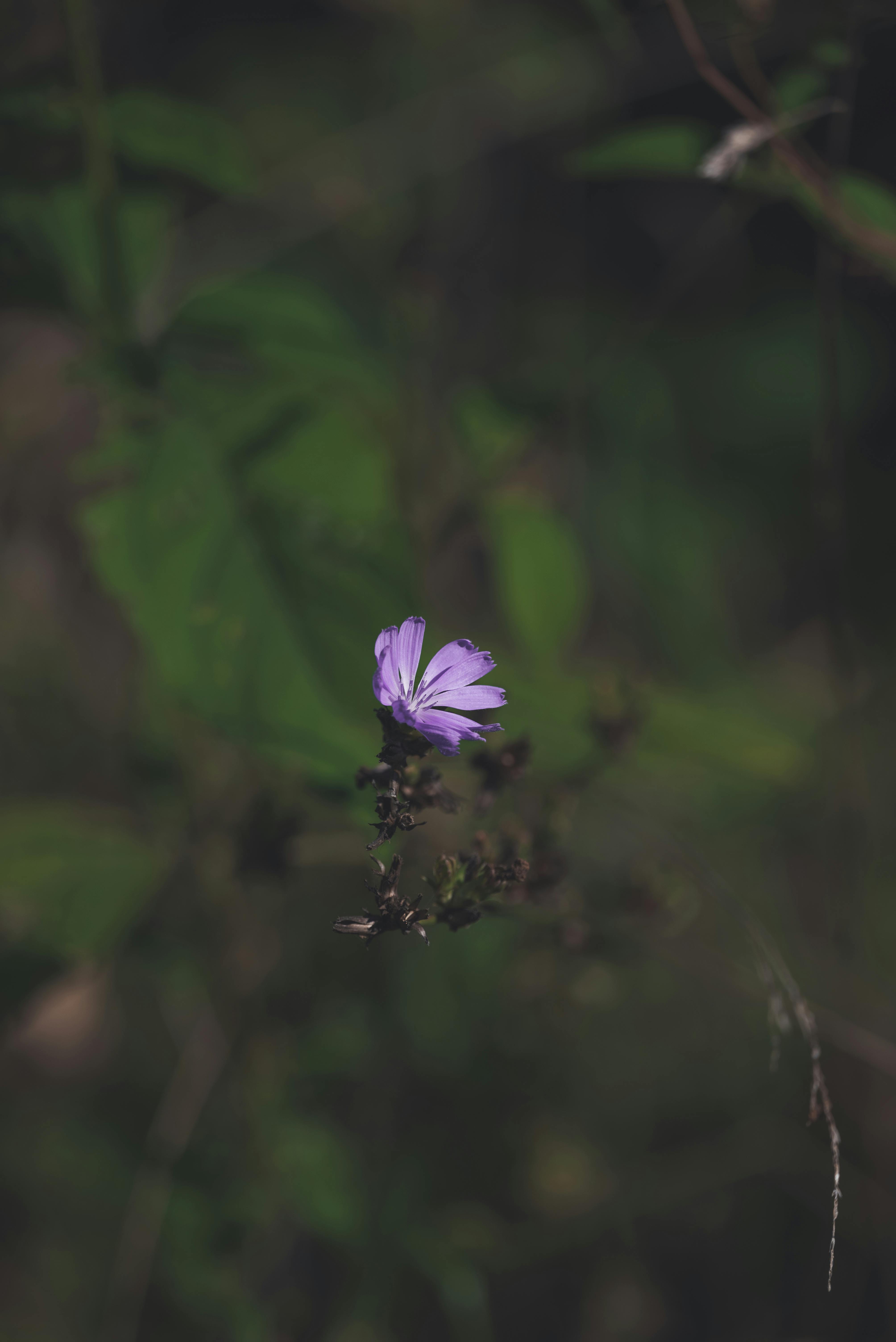 Photo of a Purple Flower · Free Stock Photo