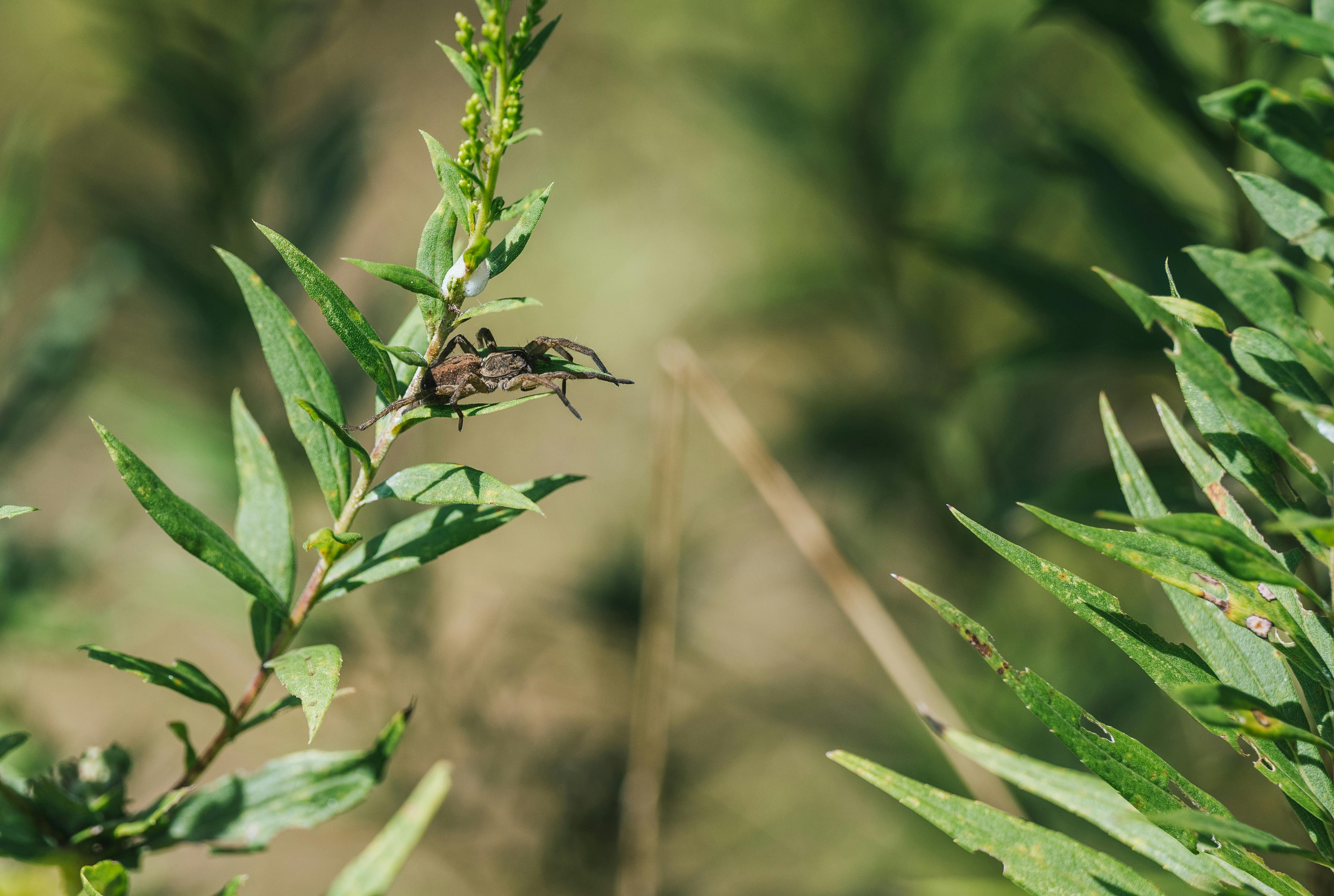 Spider Plant Leaves Photos, Download The BEST Free Spider Plant Leaves ...