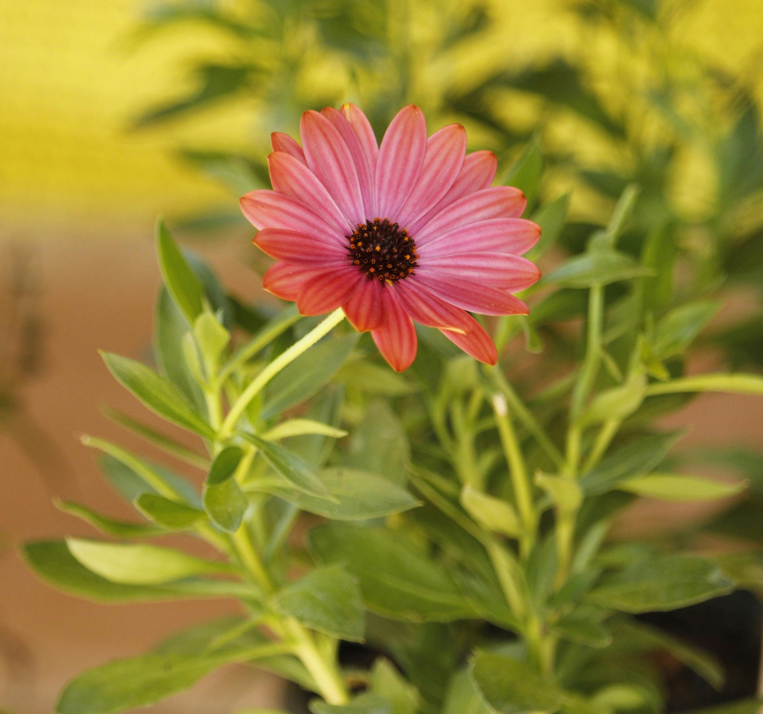 Pink Flower in Close Up Shot · Free Stock Photo