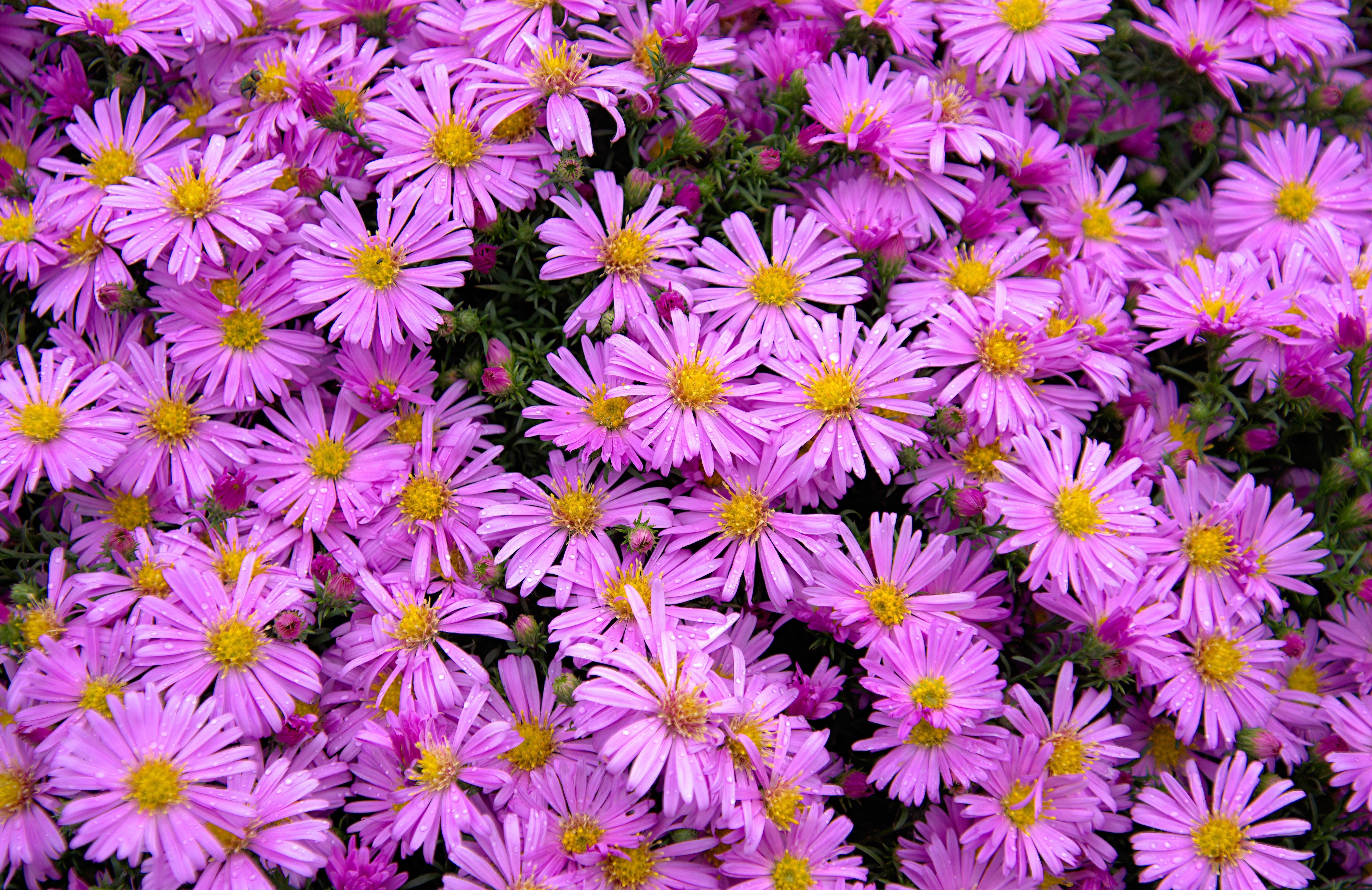 Purple Petal Flower · Free Stock Photo