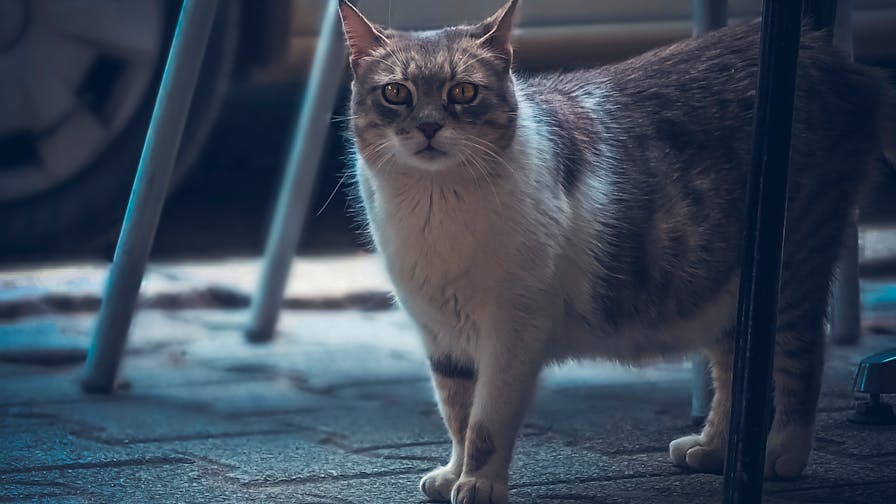 American Polydactyl Cat: A Comprehensive Guide