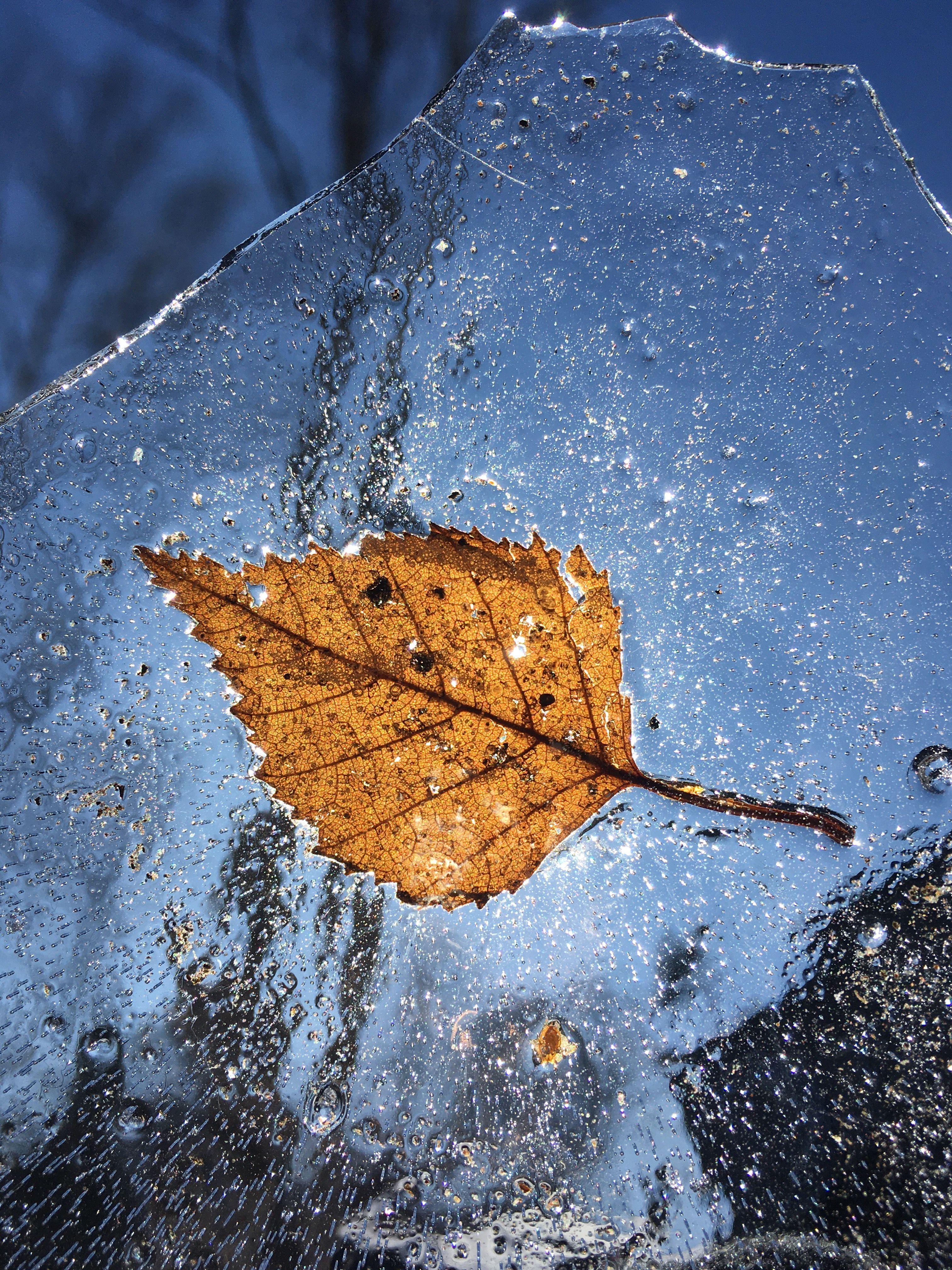 Brown Leaf Inside an Ice · Free Stock Photo