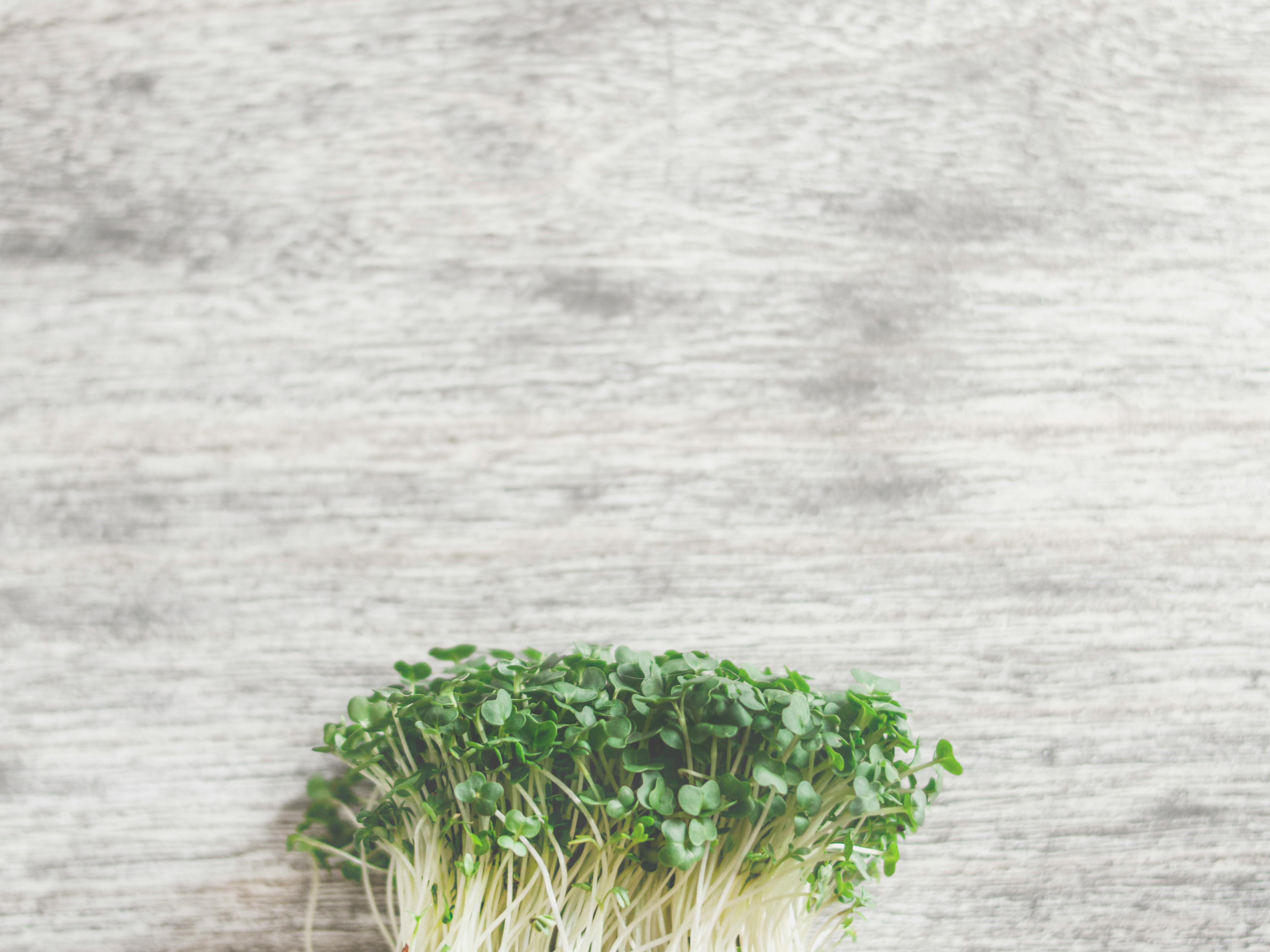 Grow Photos, Download The BEST Free Grow Stock Photos & HD Images