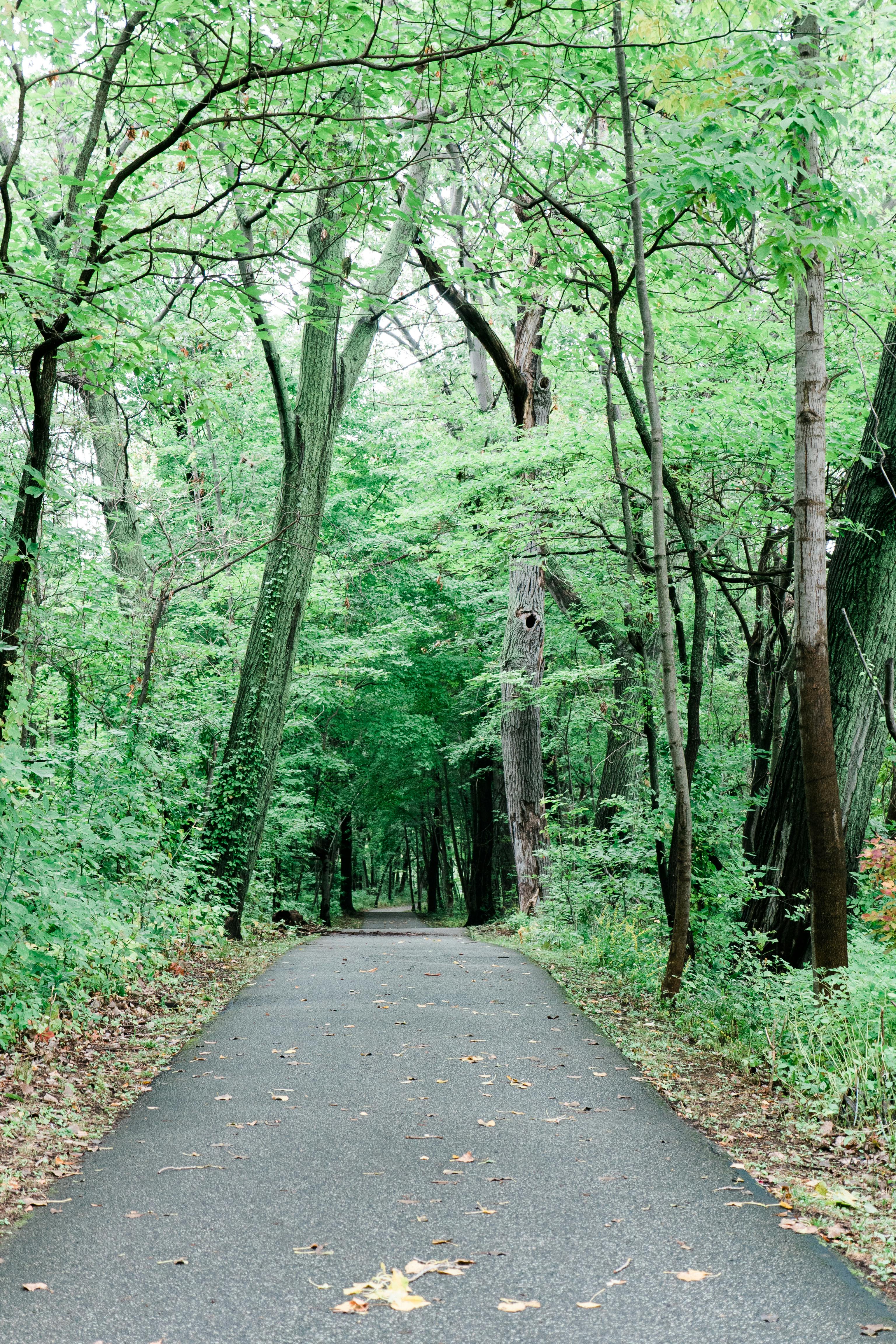 Empty Road Between Trees · Free Stock Photo