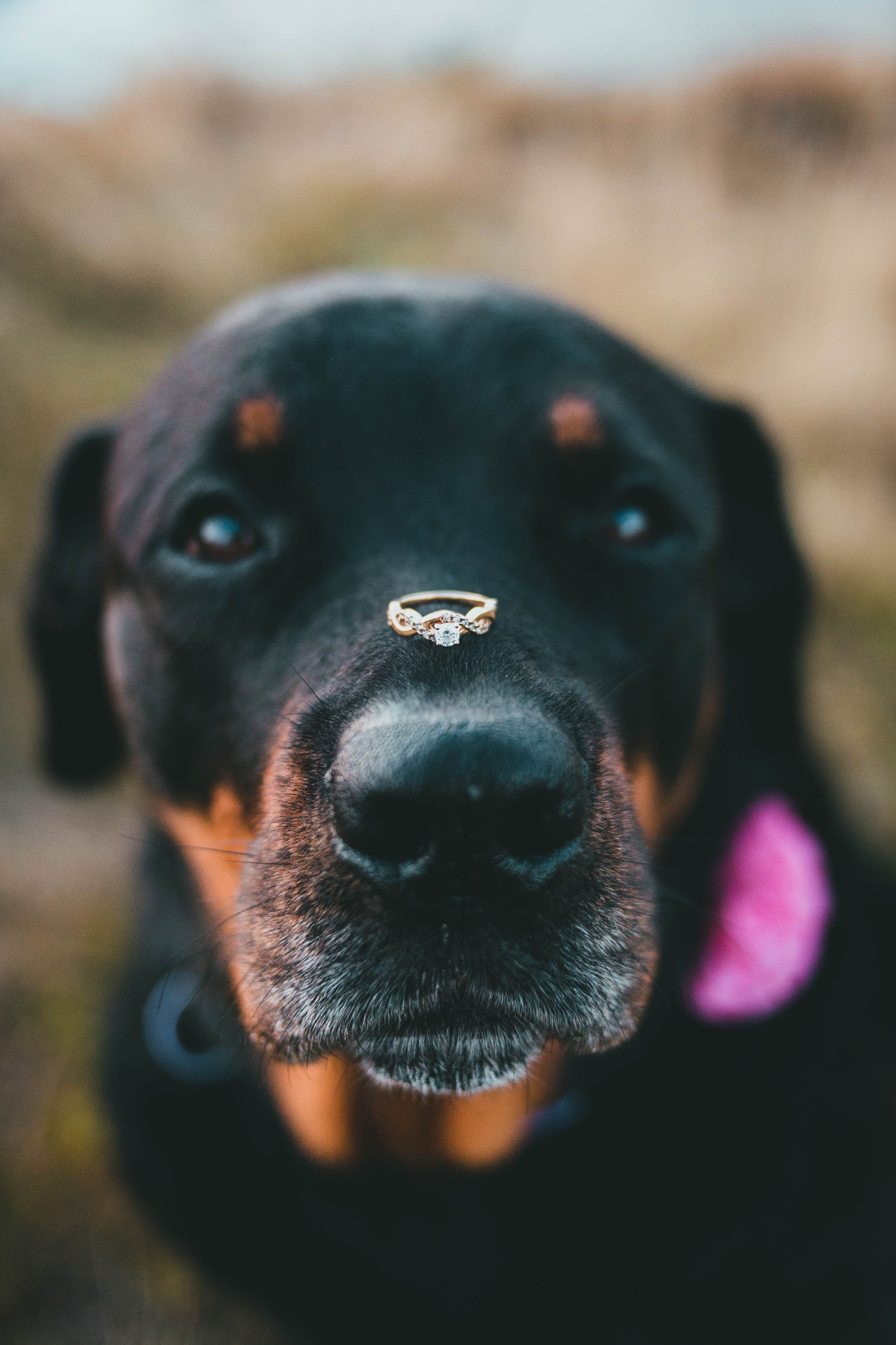 An Engagement Ring on a Dog's Nose · Free Stock Photo