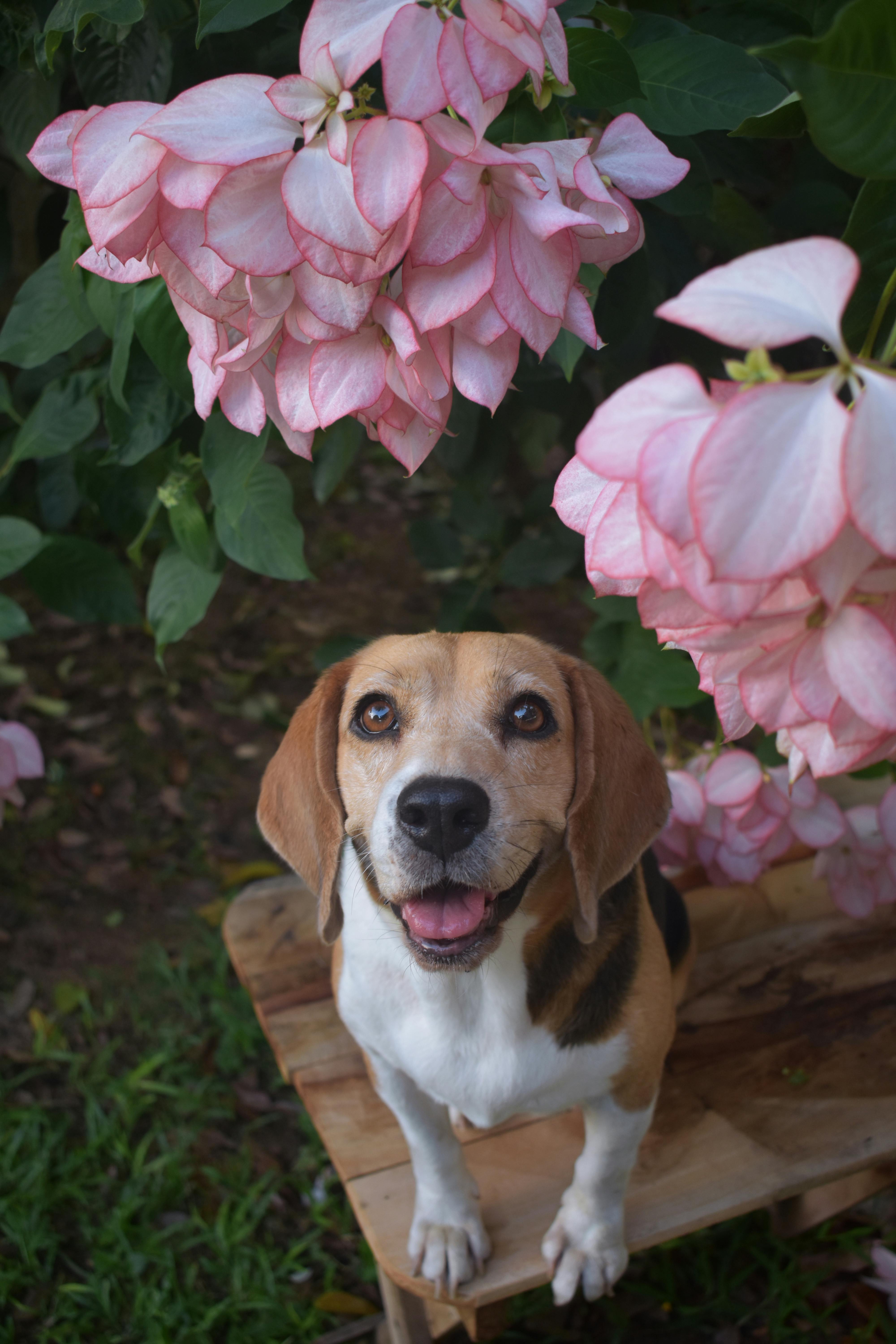 Brown Beagle Dog Neat Pink Flower Plants · Free Stock Photo