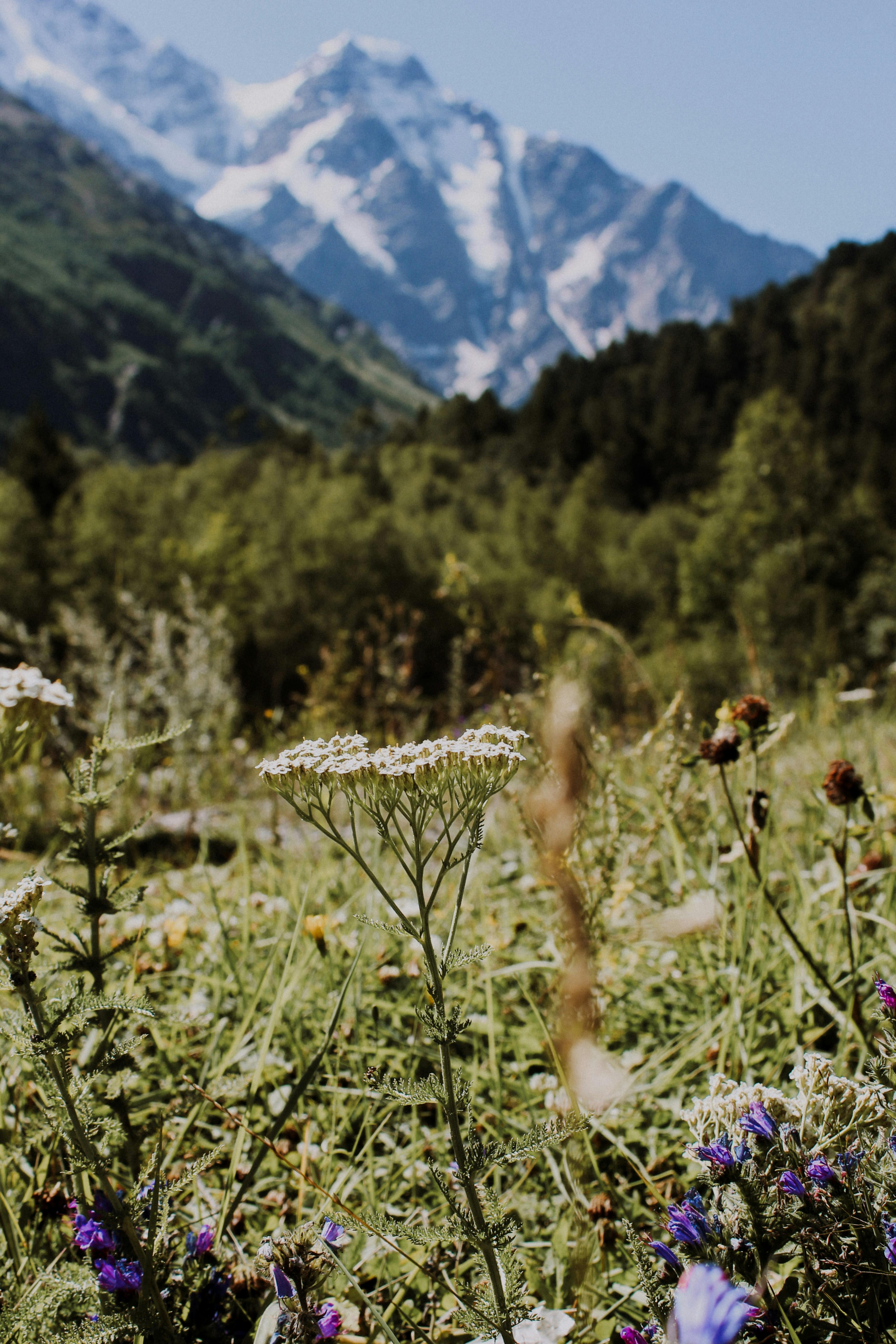 Shallow Focus of Blooming White Calachuchi Flowers · Free Stock Photo