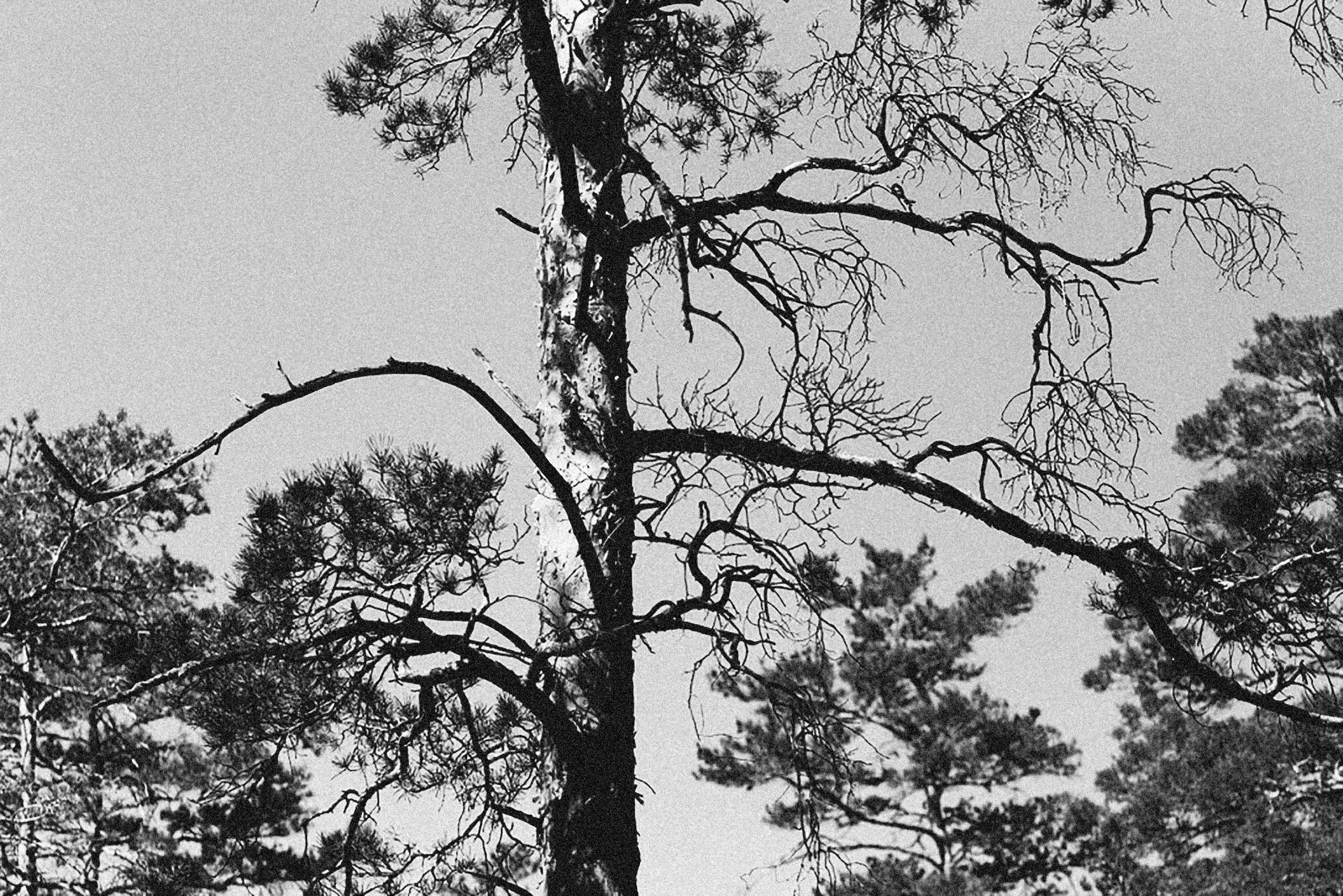 Grayscale Photo of Leafless Trees at Night · Free Stock Photo