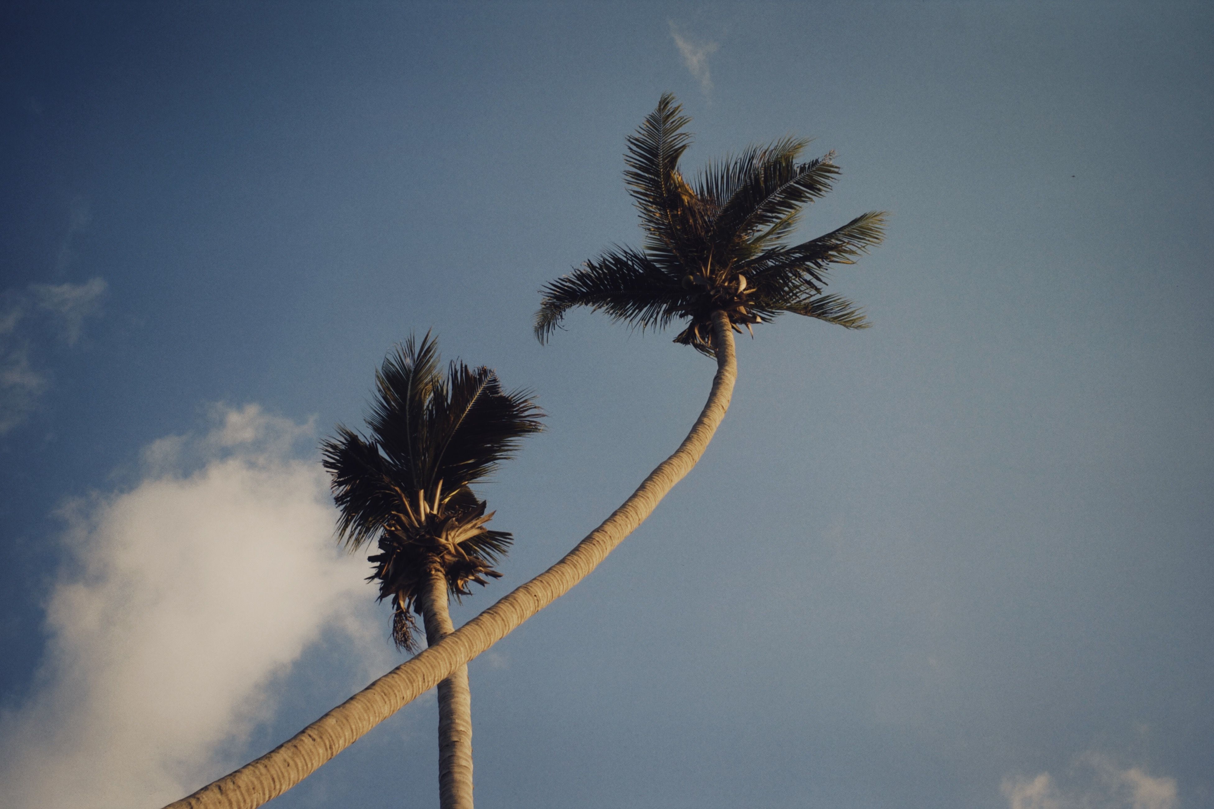 Green Leaf Palm Trees Near White Structure · Free Stock Photo