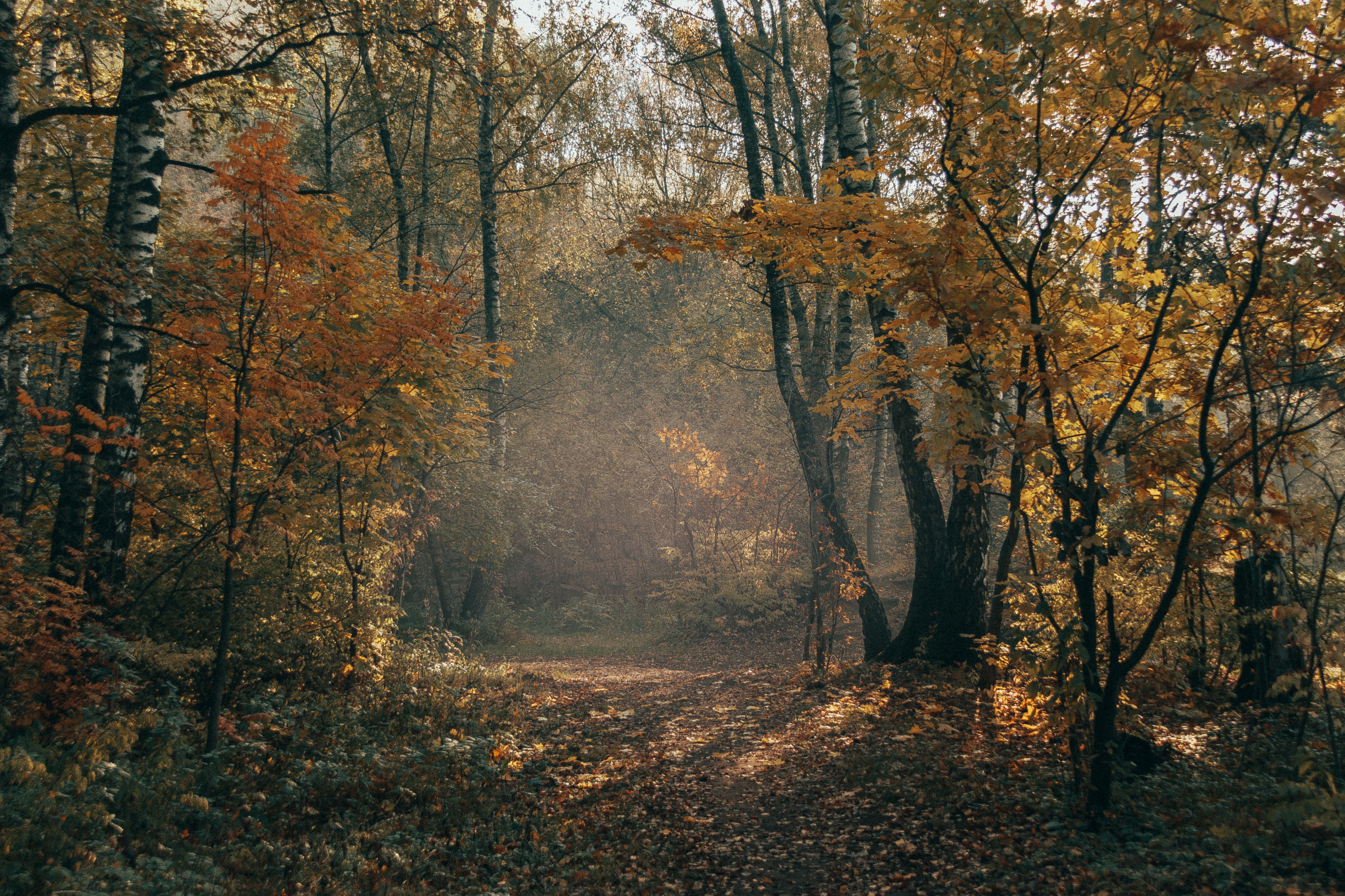 Autumn Trees in the Woods · Free Stock Photo