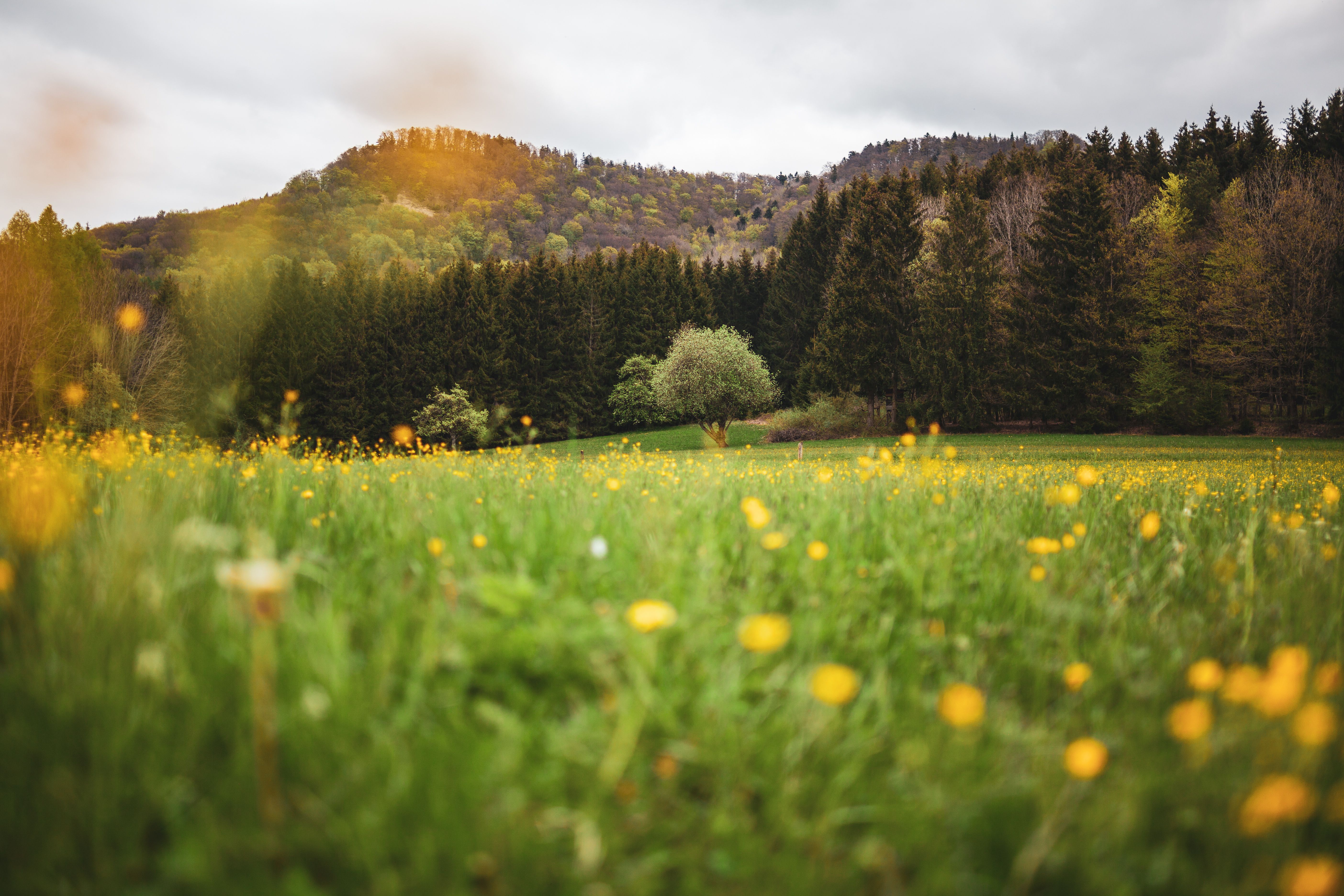 A Field of Yellow Flowers Near Green Trees · Free Stock Photo
