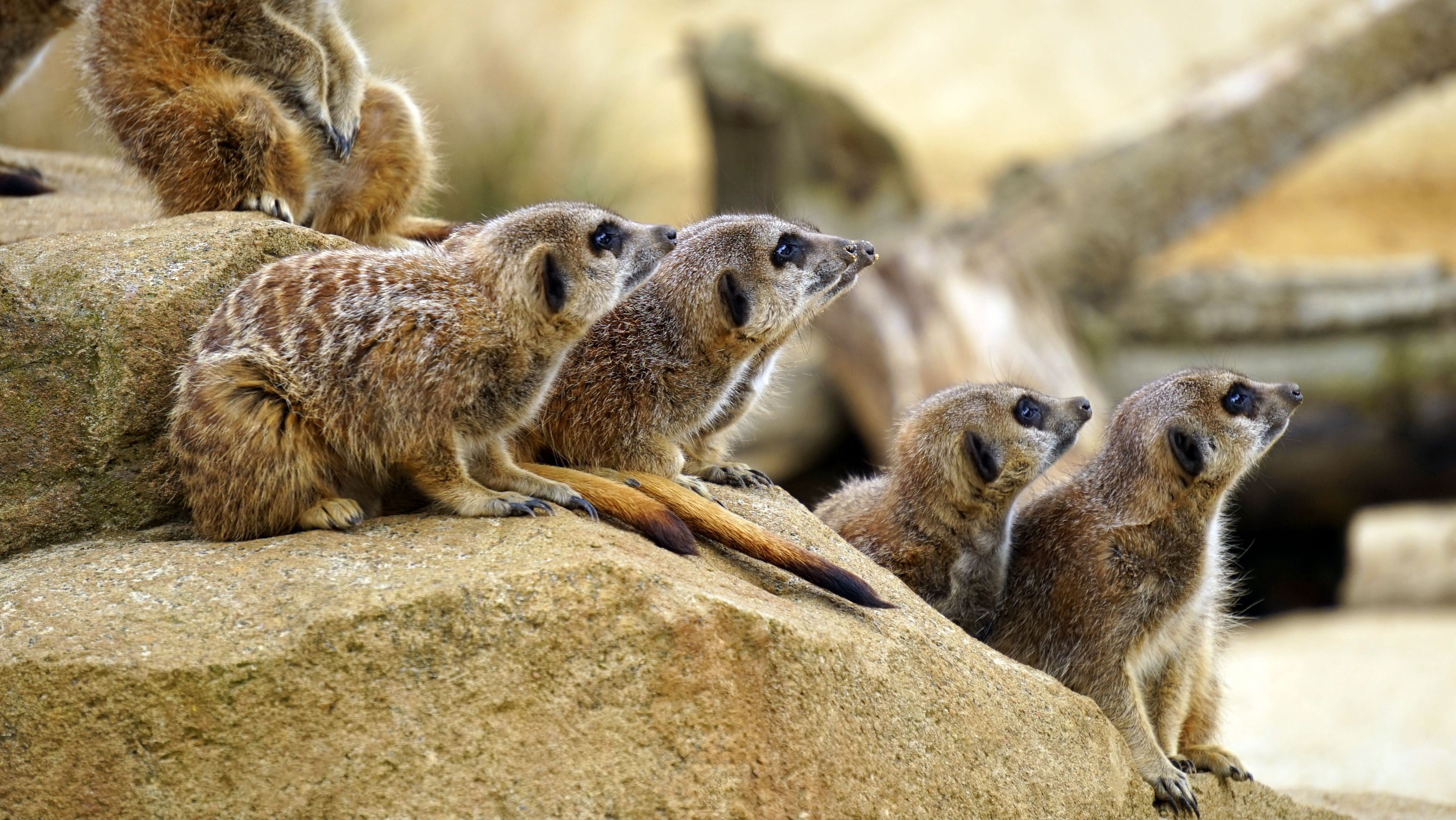 Cinco Animales Marrones · Fotos de stock gratuitas