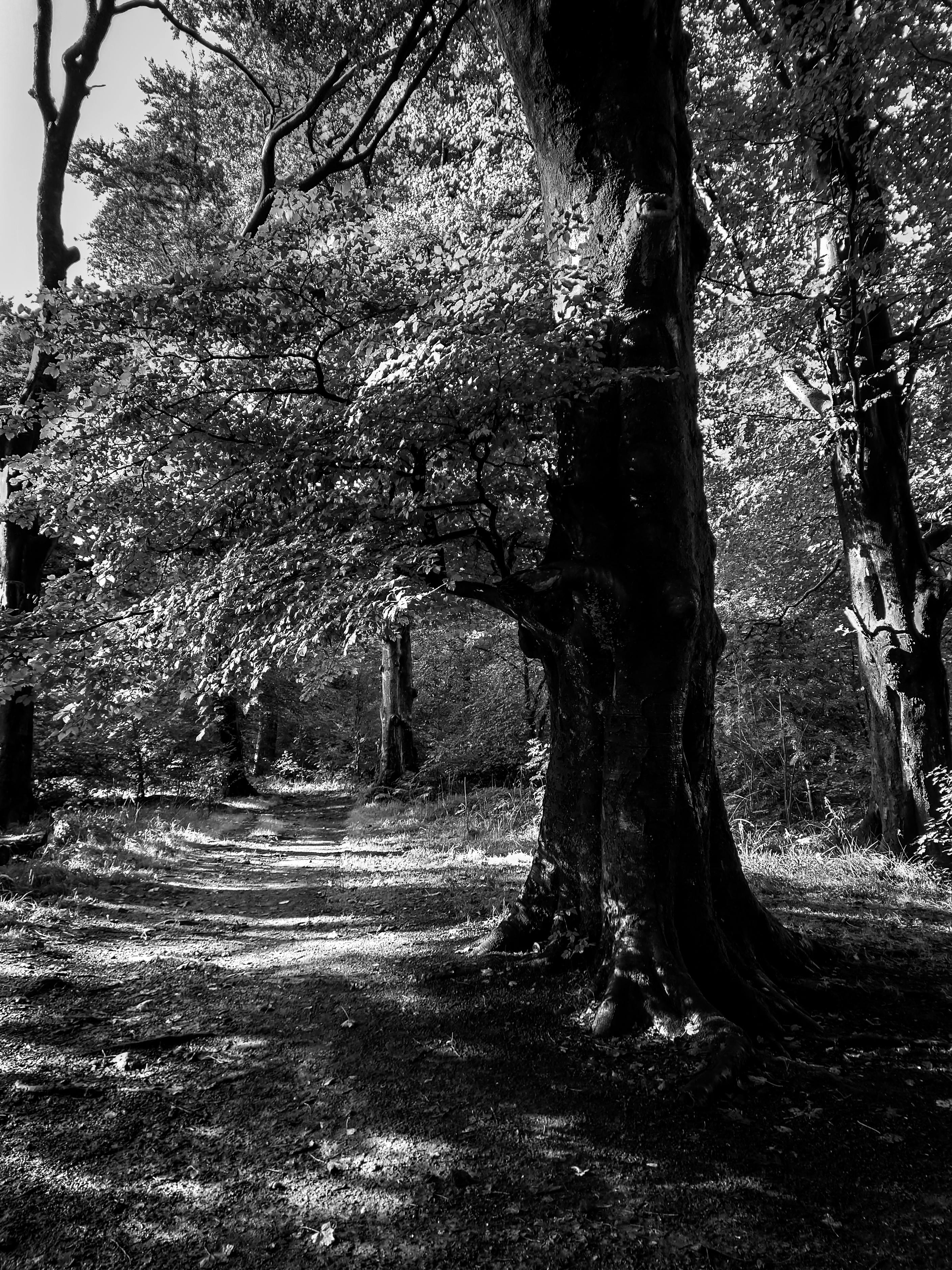 Gray Scale Photography of Trees Surrounded by Body of Water · Free ...