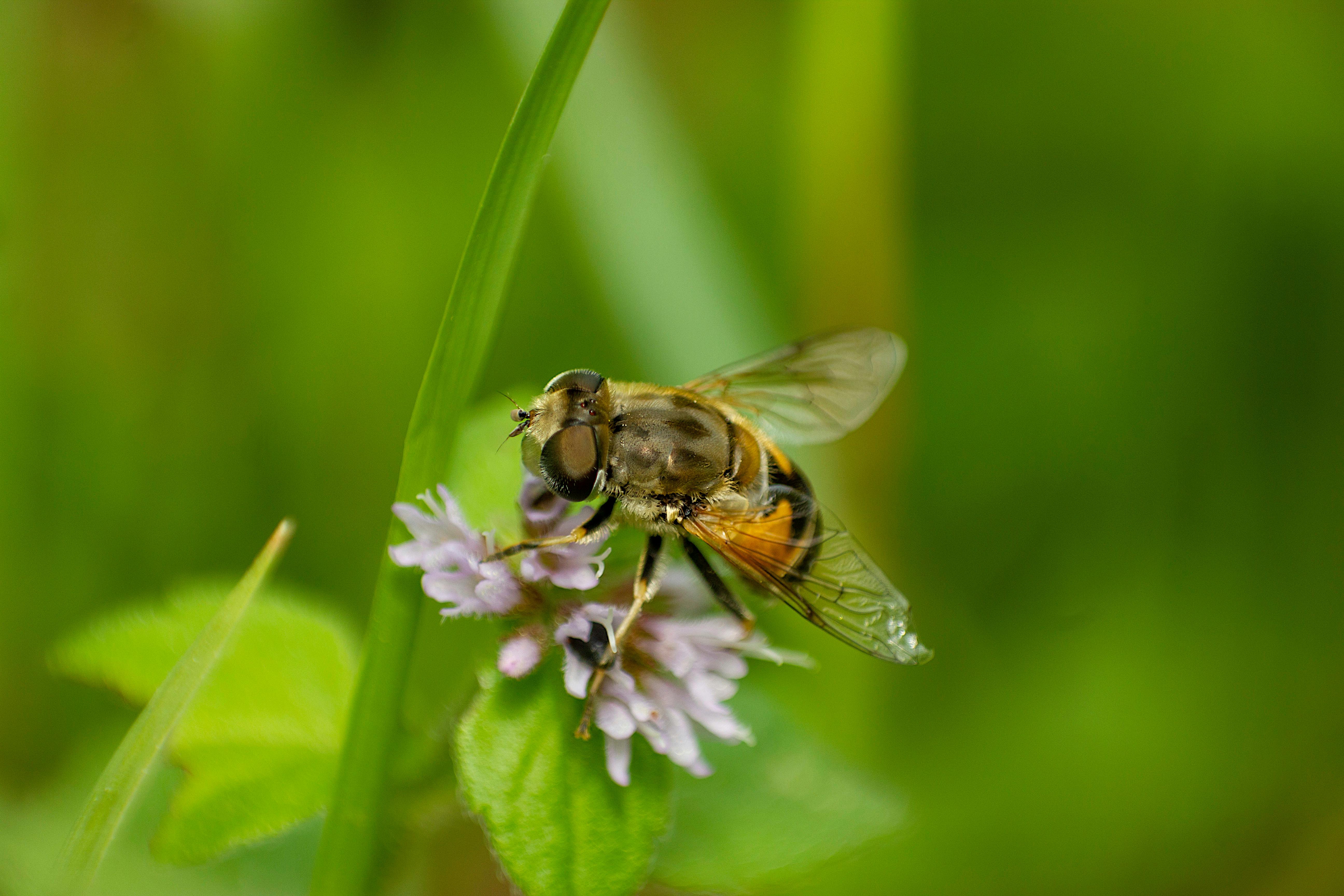 Flat Lay Photography of Winged Insect on Rotten Wood · Free Stock Photo