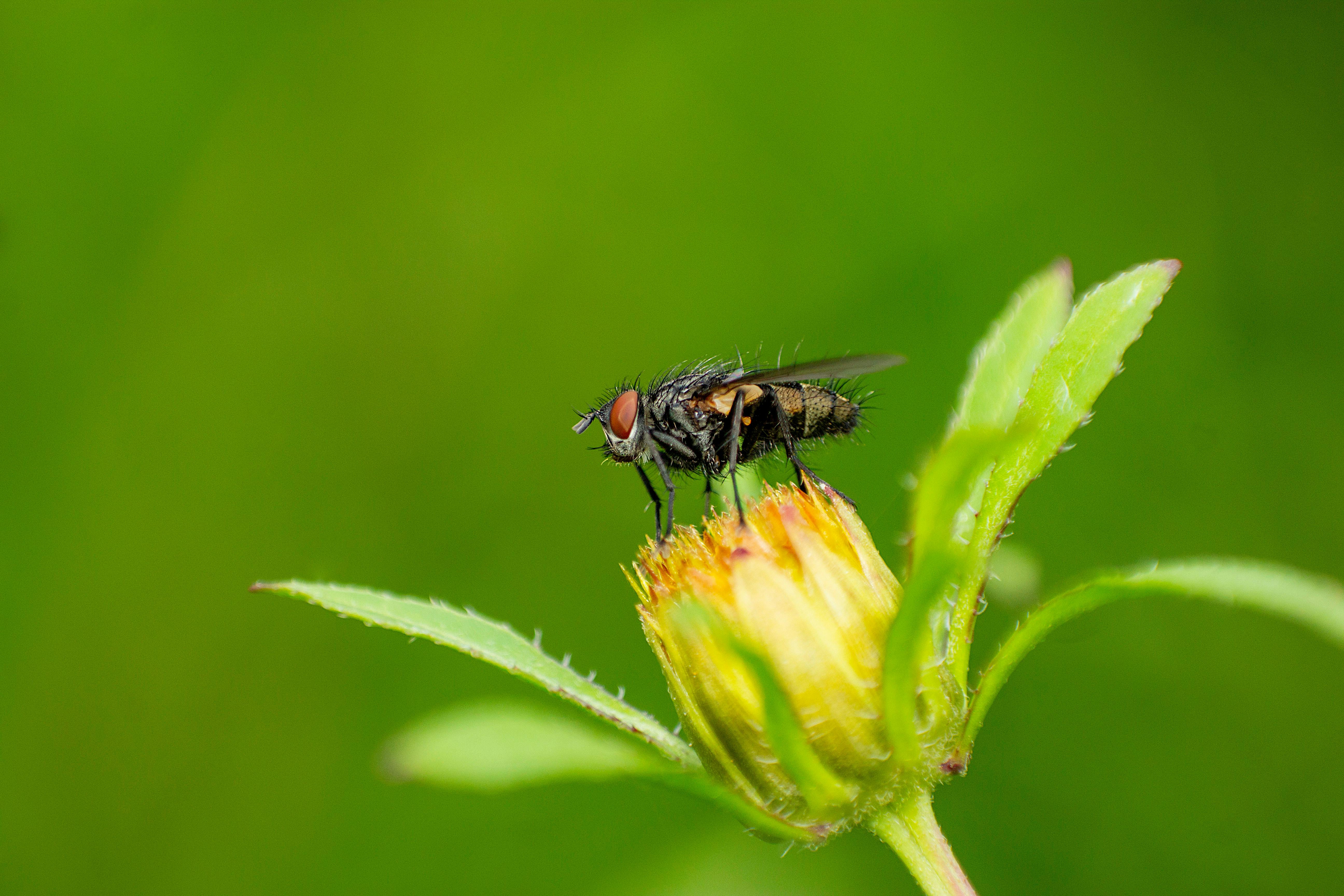 Black Fly Perched on Flower Bud in Close Up Photography · Free Stock Photo