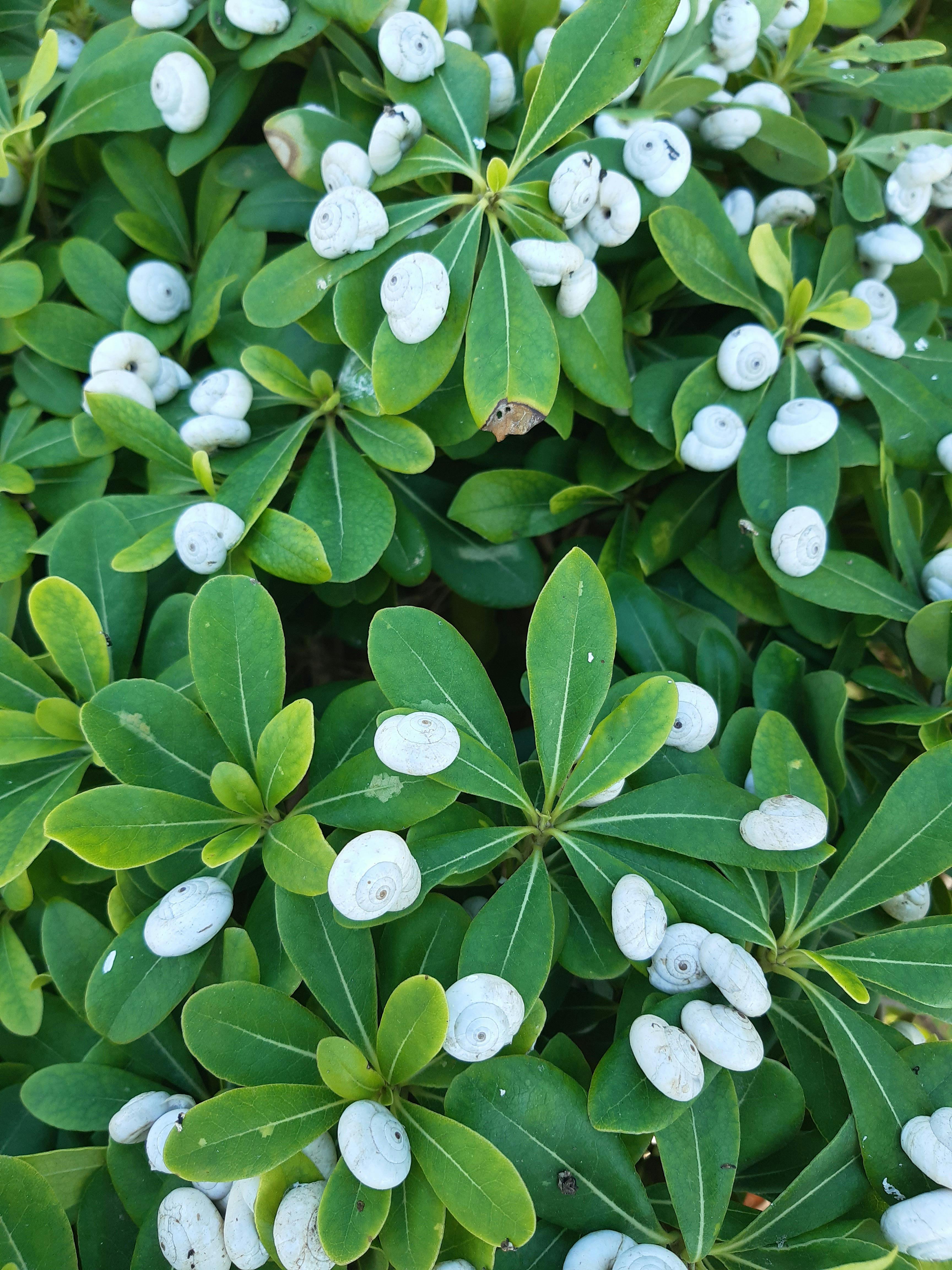 100,000+ Best Plant Photography Photos · 100% Free Download · Pexels ...