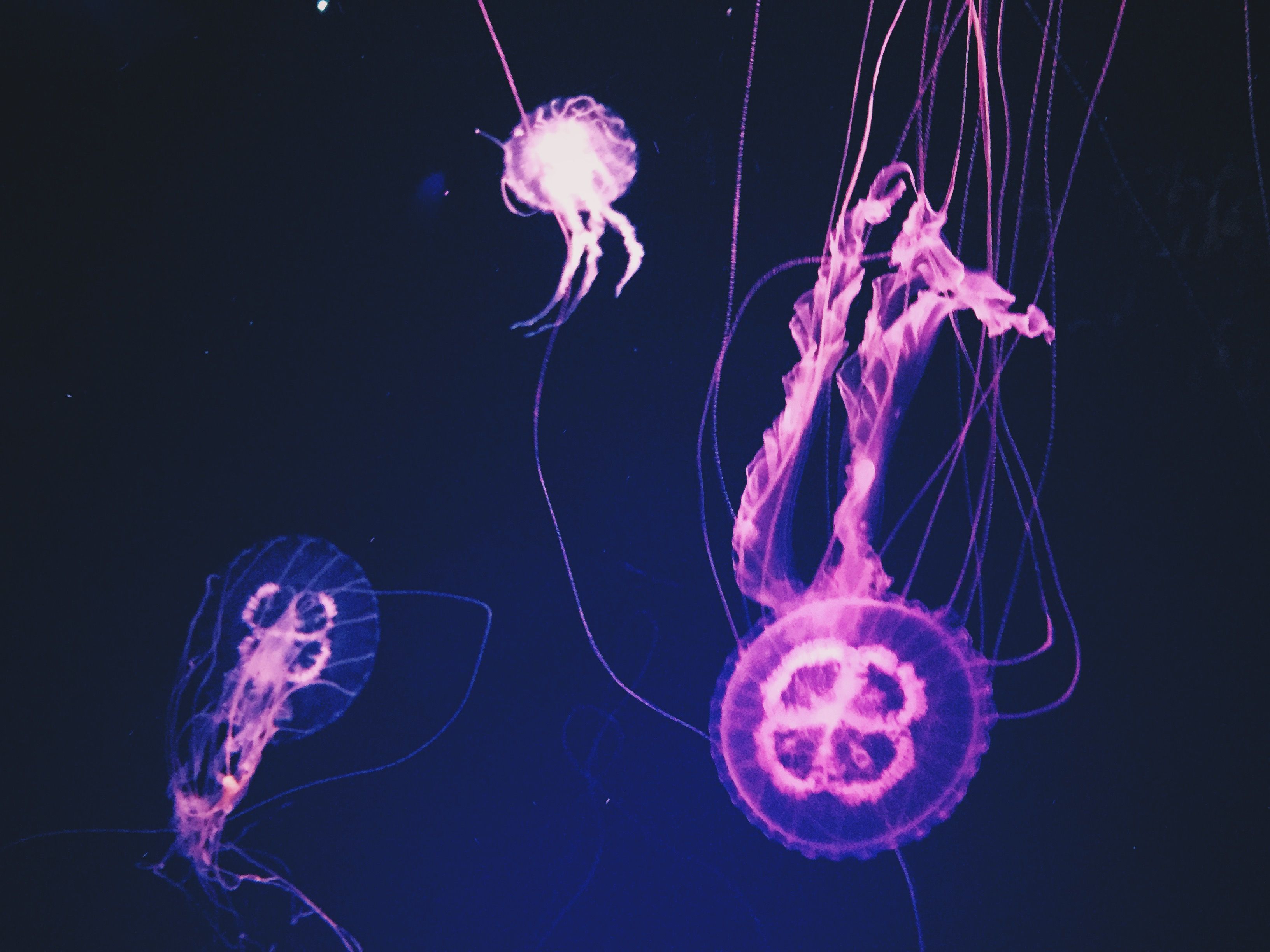 Pink Jellyfishes · Free Stock Photo