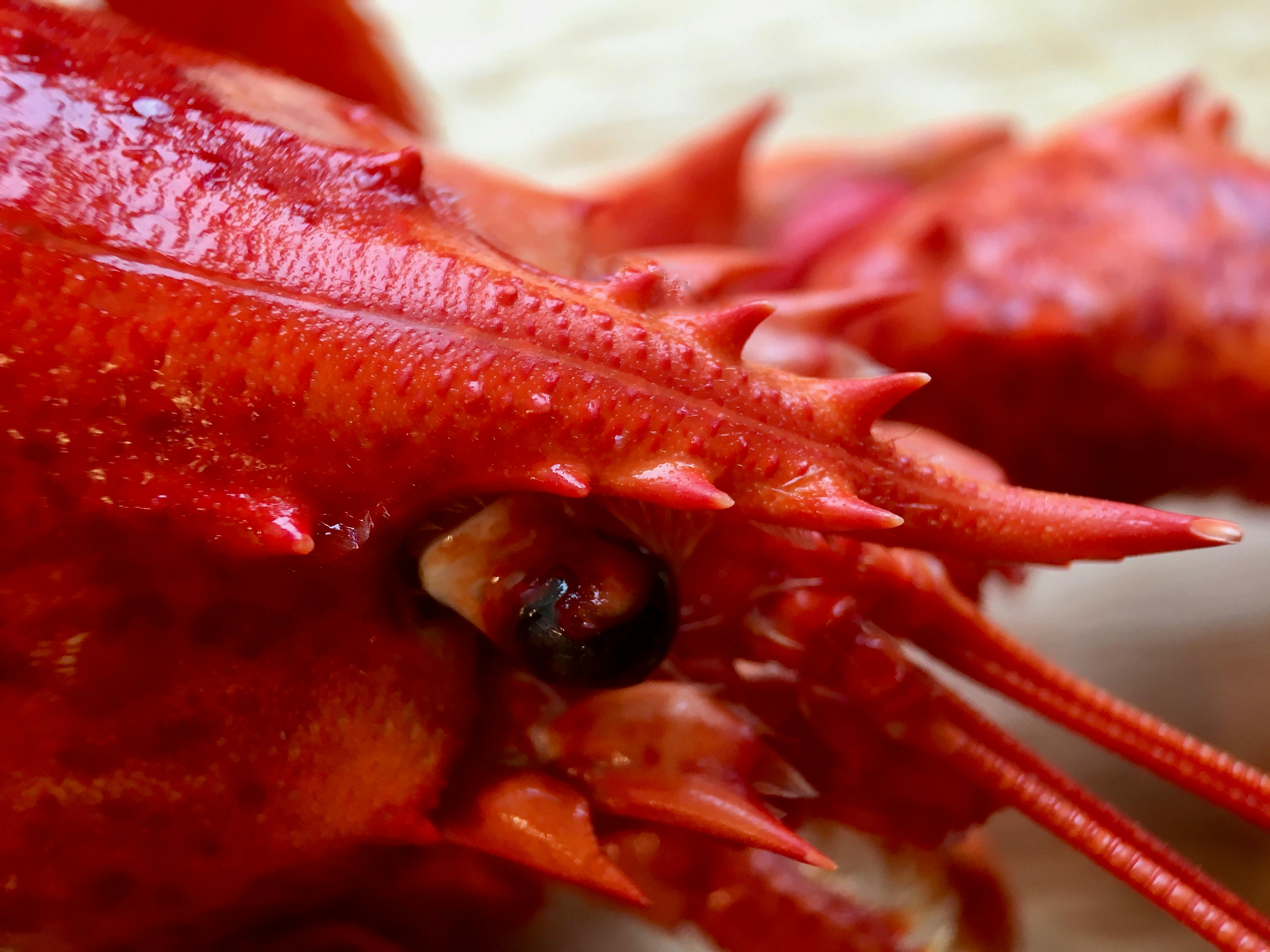 Food 39 Photos & Videos Collected by iSAW Company